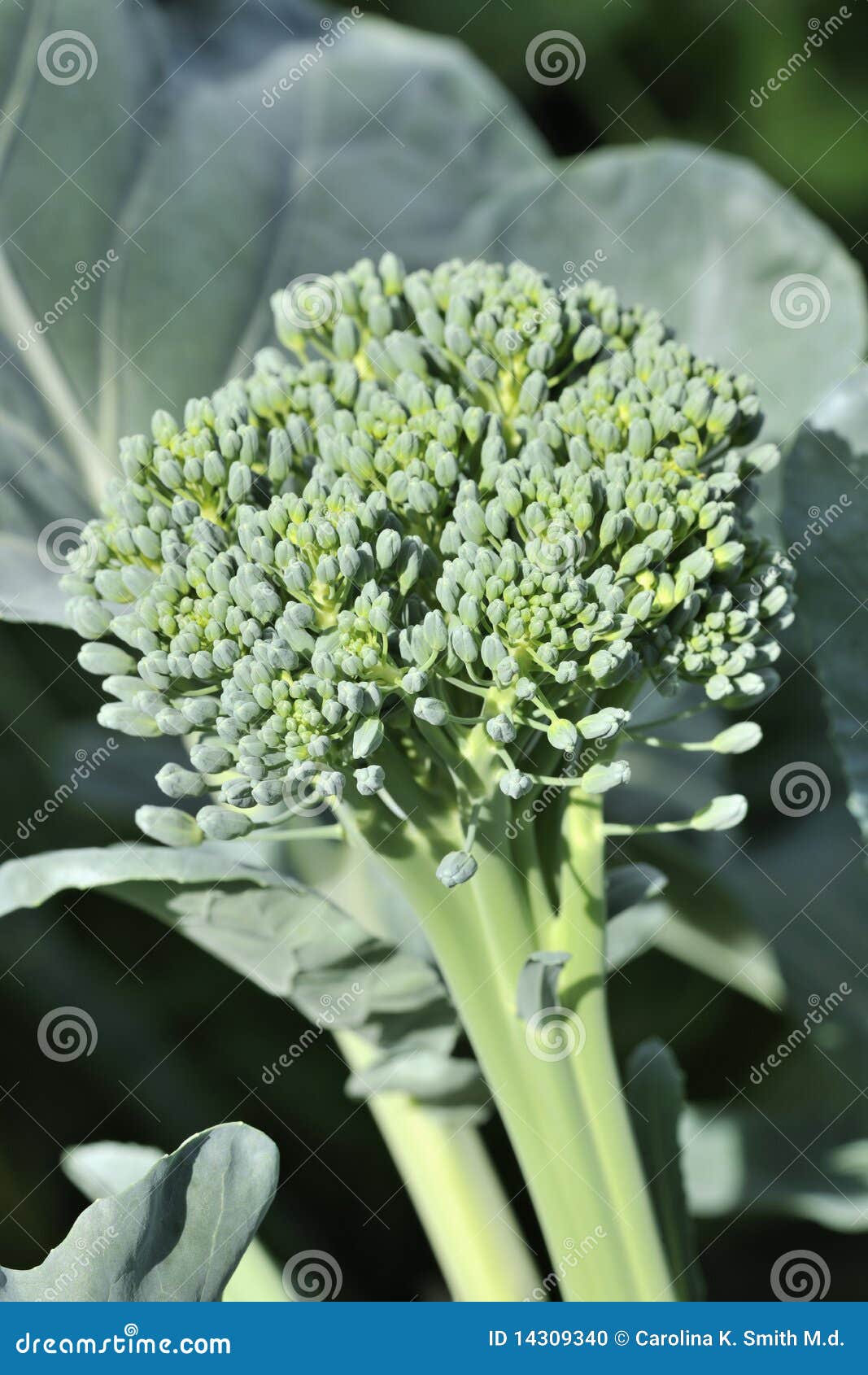 Organic Greenhouse Broccoli Stock Photo - Image of gourmet, crop: 14309340