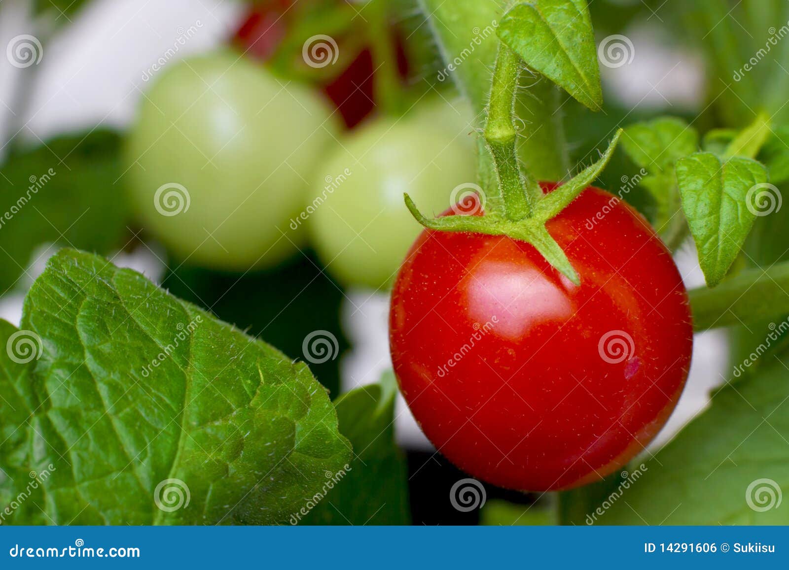 Organic Grown Red Ripe Tomato on a Vine Stock Photo - Image of ...