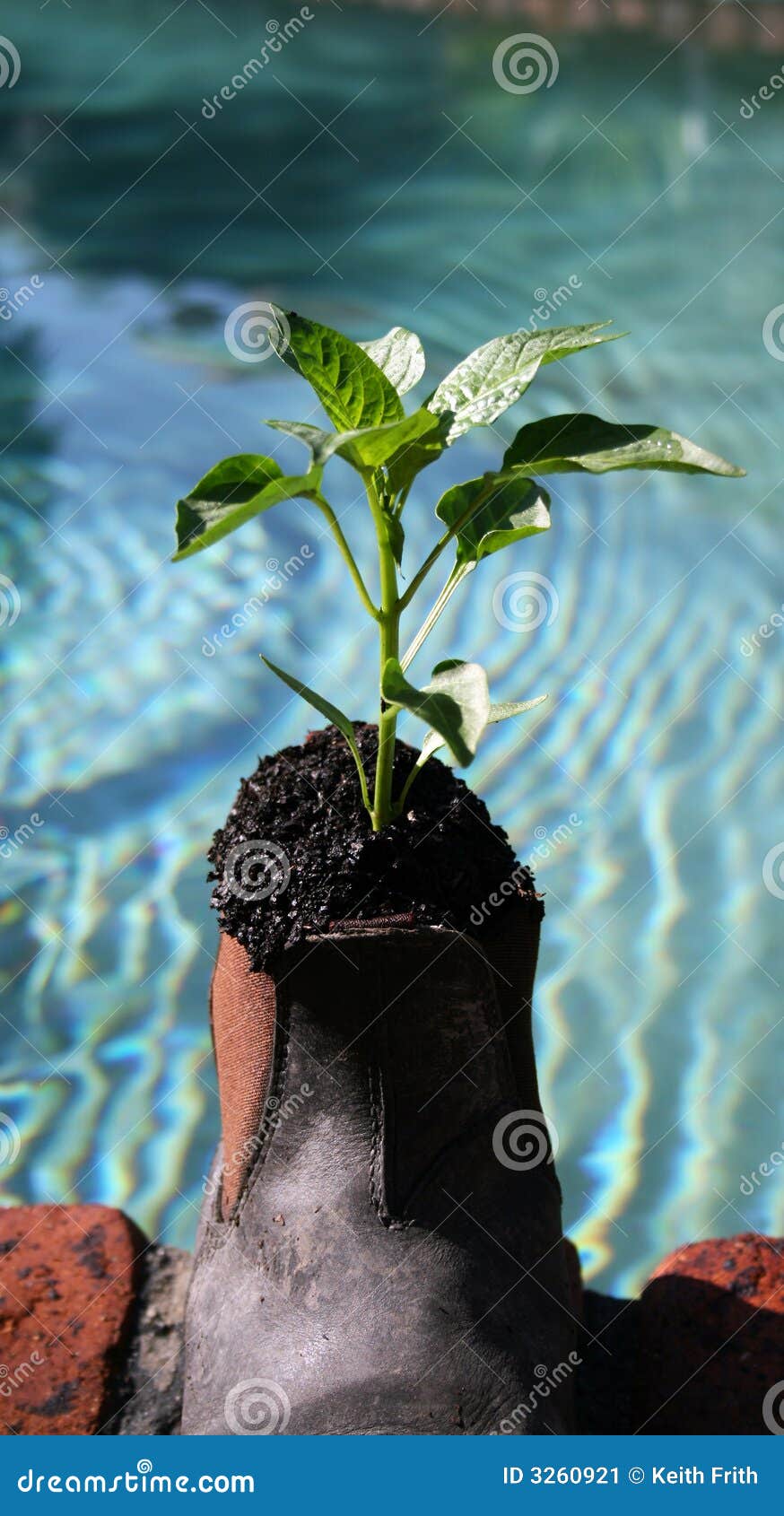 Organic growth stock image. Image of organic, black, boot - 3260921