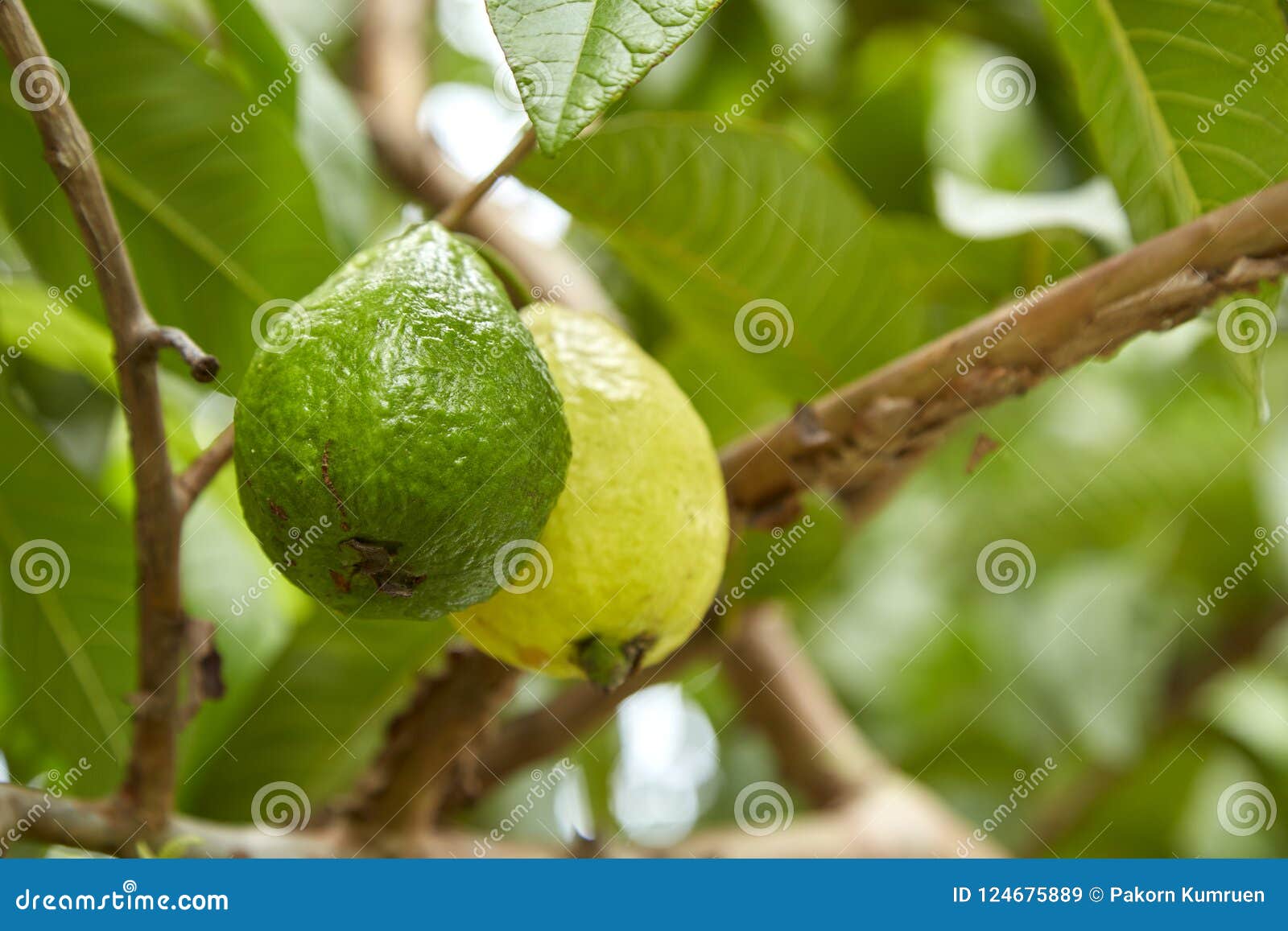 Organic Guava on tree stock image. Image of ripe, growth - 124675889