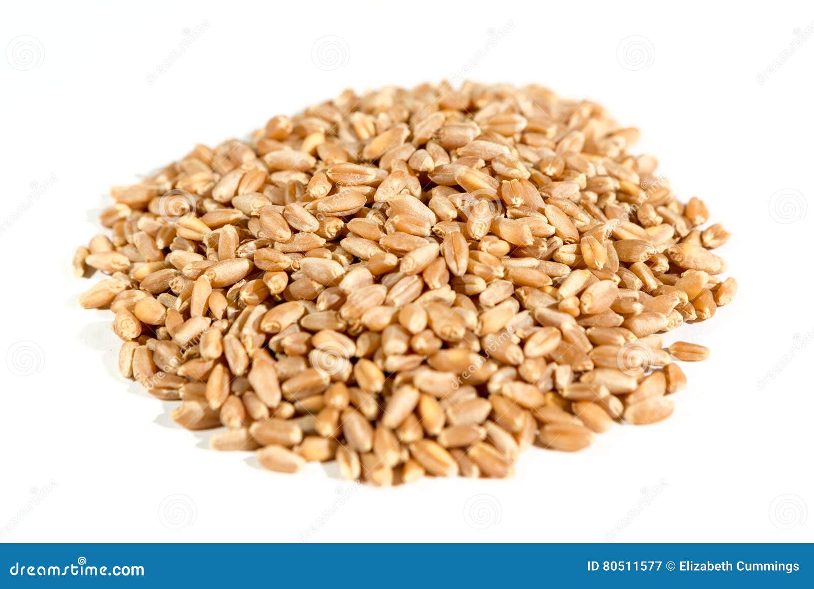 Organic hard red wheat stock image. Image of edible, nutrition - 80511577