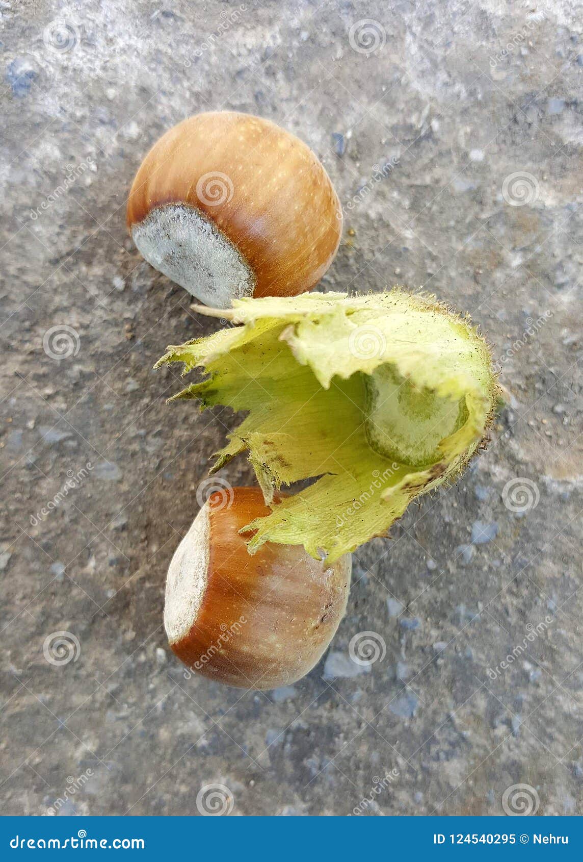 Organic Hazelnut Fruits on a Concrete Background, Stock Image - Image ...