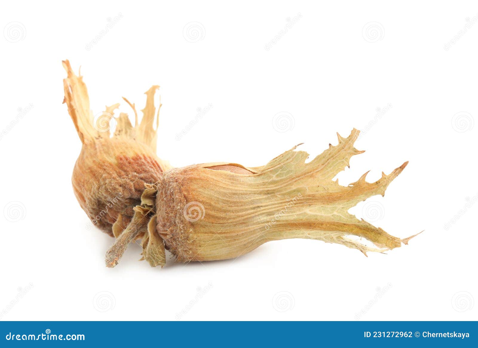 Organic Hazelnuts in Husk on White Background Stock Photo - Image of ...