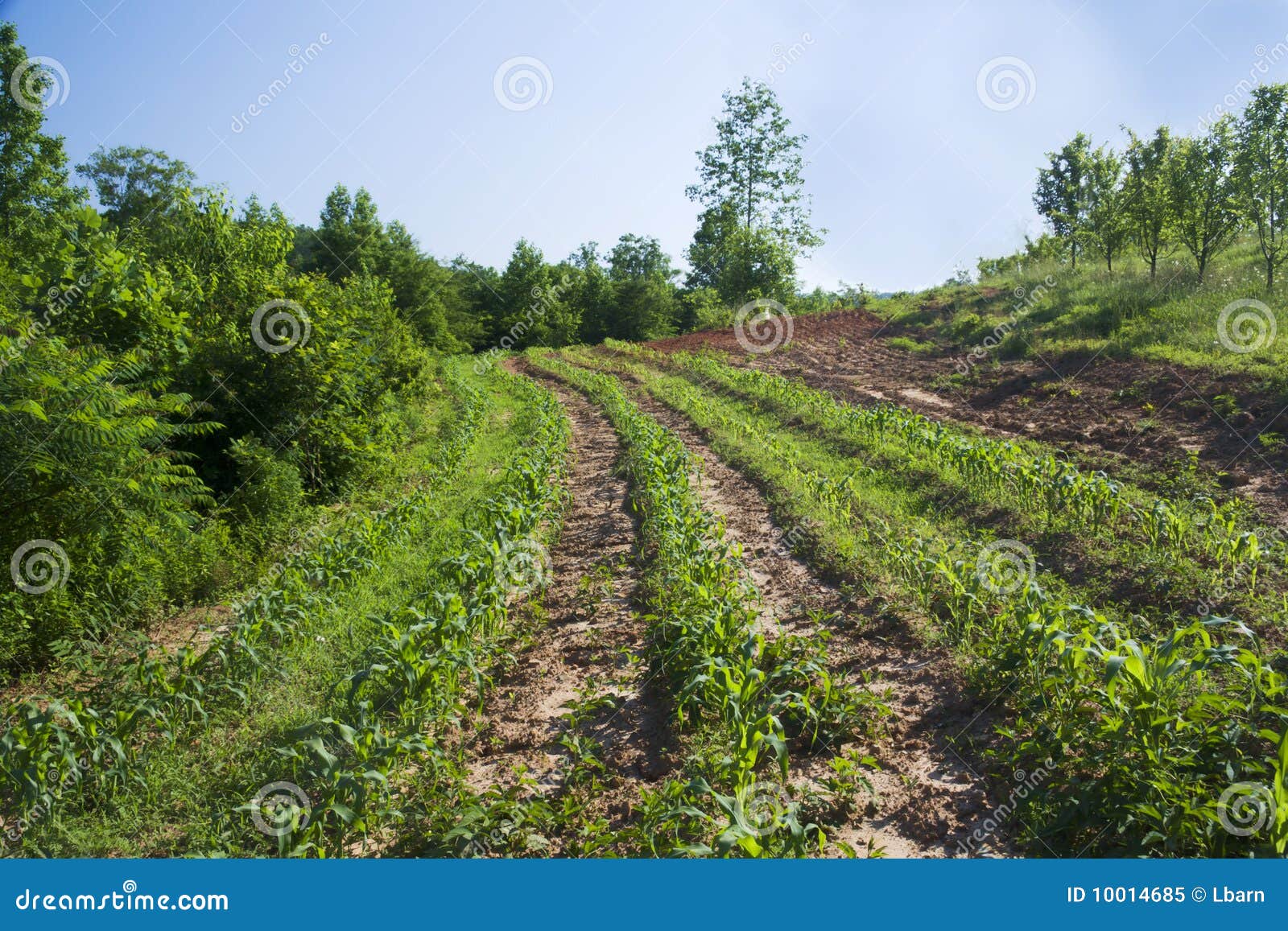 Organic Hillside Sweet Corn Rows Stock Image - Image of agricultural ...