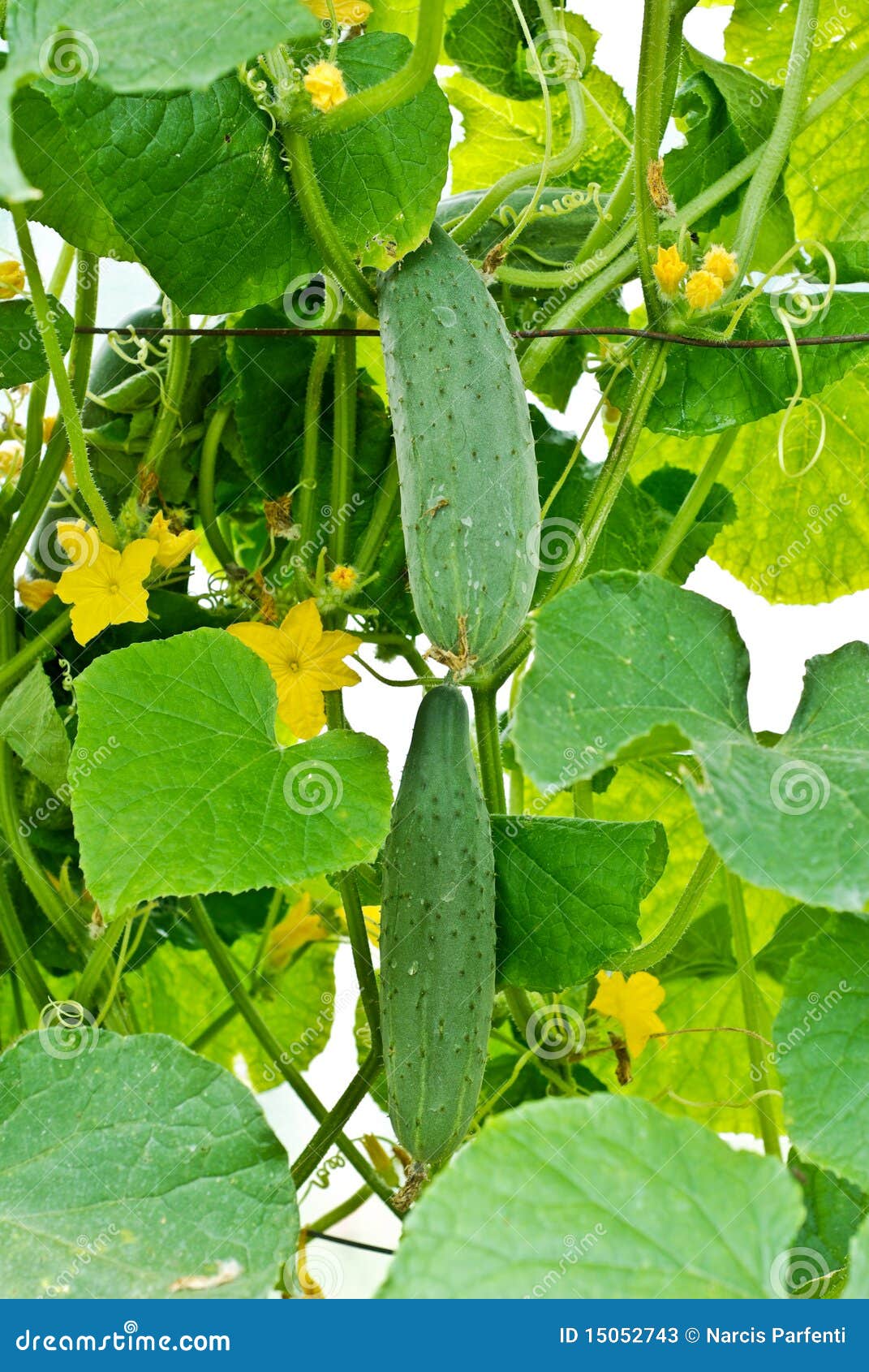 Organic Homegrown Cucumbers Stock Image - Image of healthy, garden ...