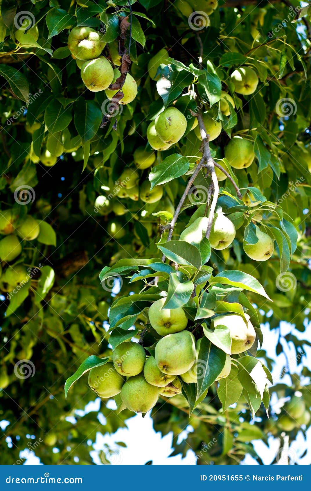 Organic Homegrown Pears in Tree Stock Image - Image of organic ...