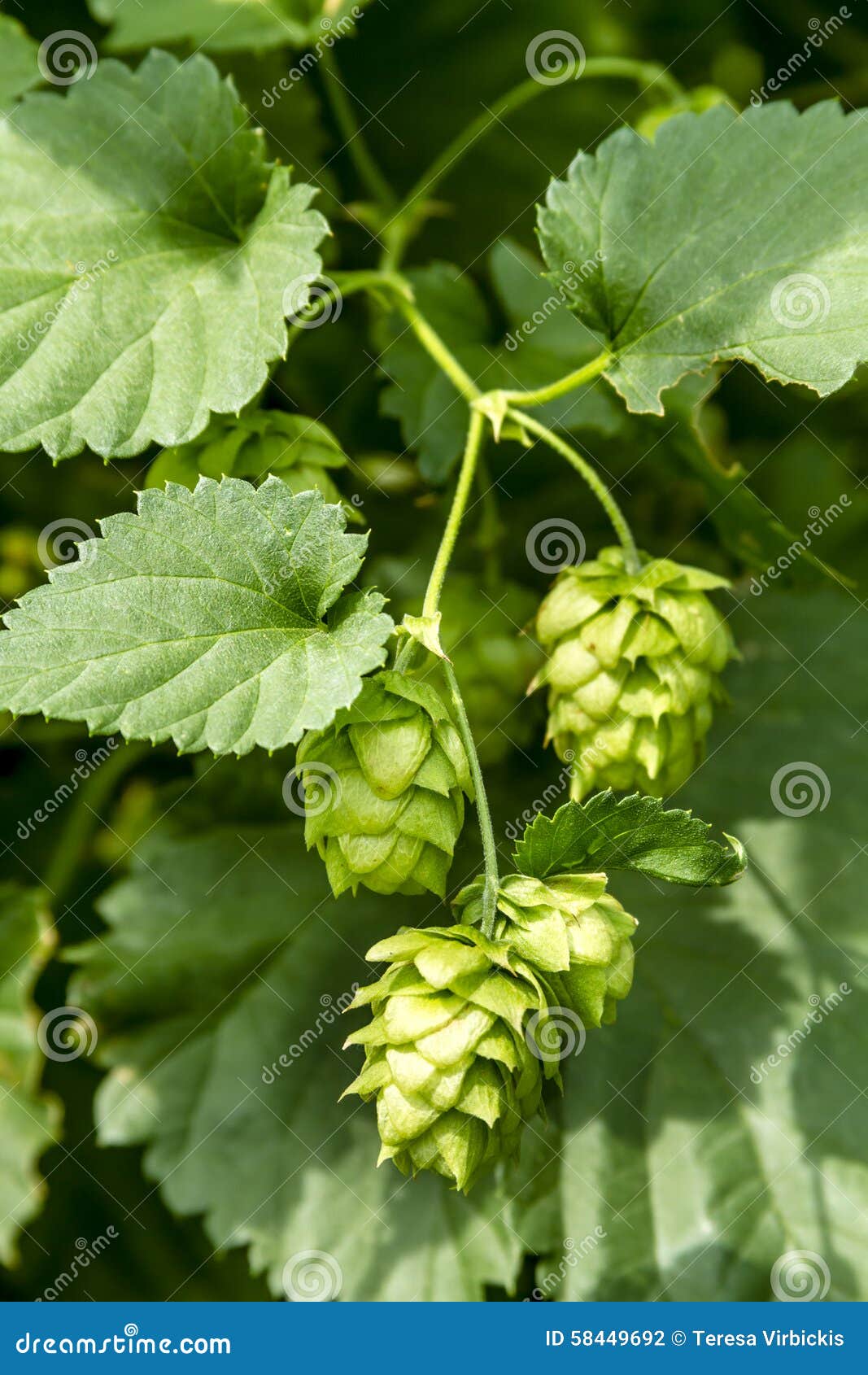 Organic Hops Farm for Brewing Beer Stock Photo - Image of hops, lupulus ...