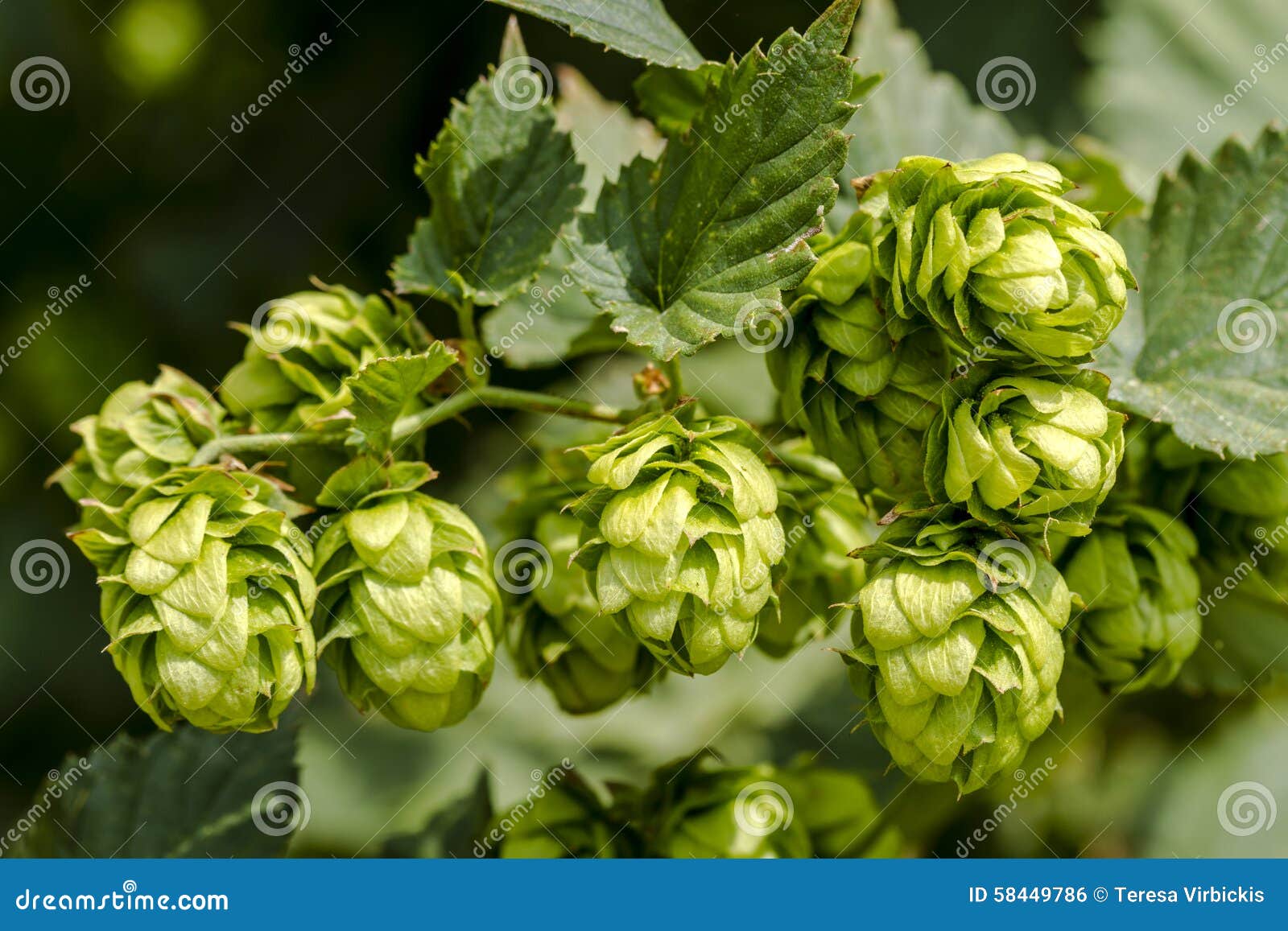 Organic Hops Farm for Brewing Beer Stock Photo - Image of colorado ...