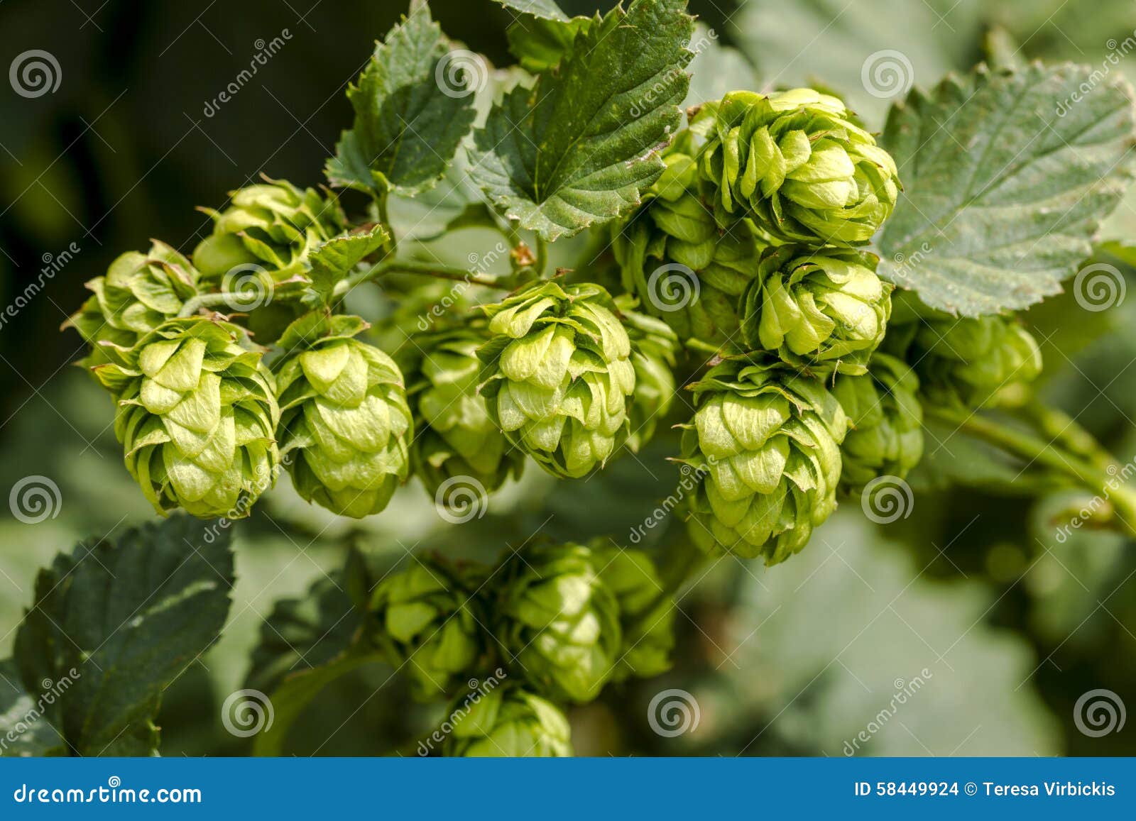 Organic Hops Farm for Brewing Beer Stock Photo - Image of blade ...
