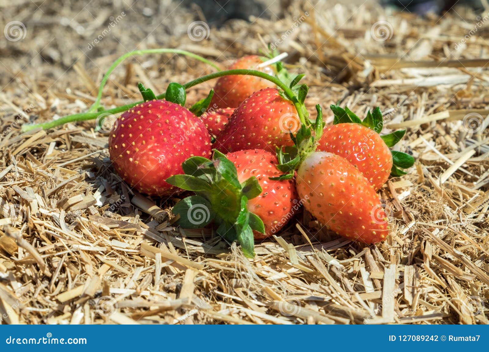 Organic Hydroponic Strawberries on Bale of Hay Stock Photo - Image of ...