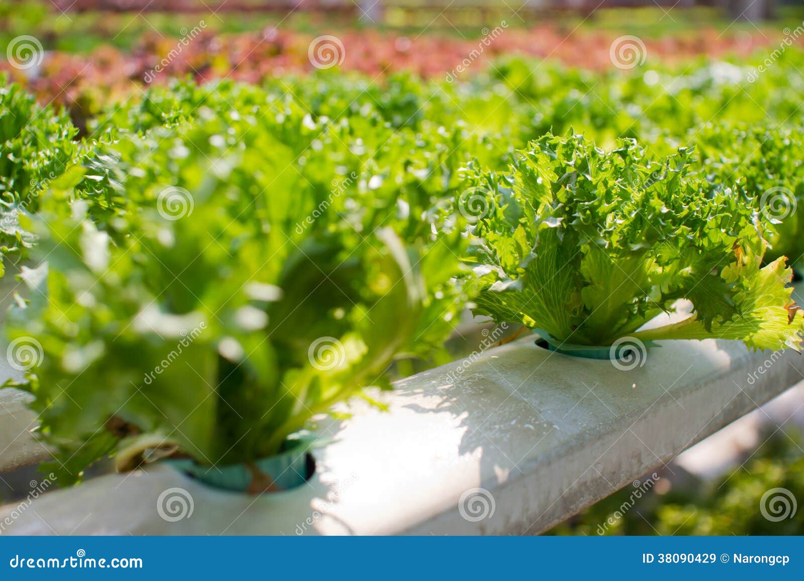 Organic Hydroponic Vegetable Stock Image - Image of hydro, grow: 38090429