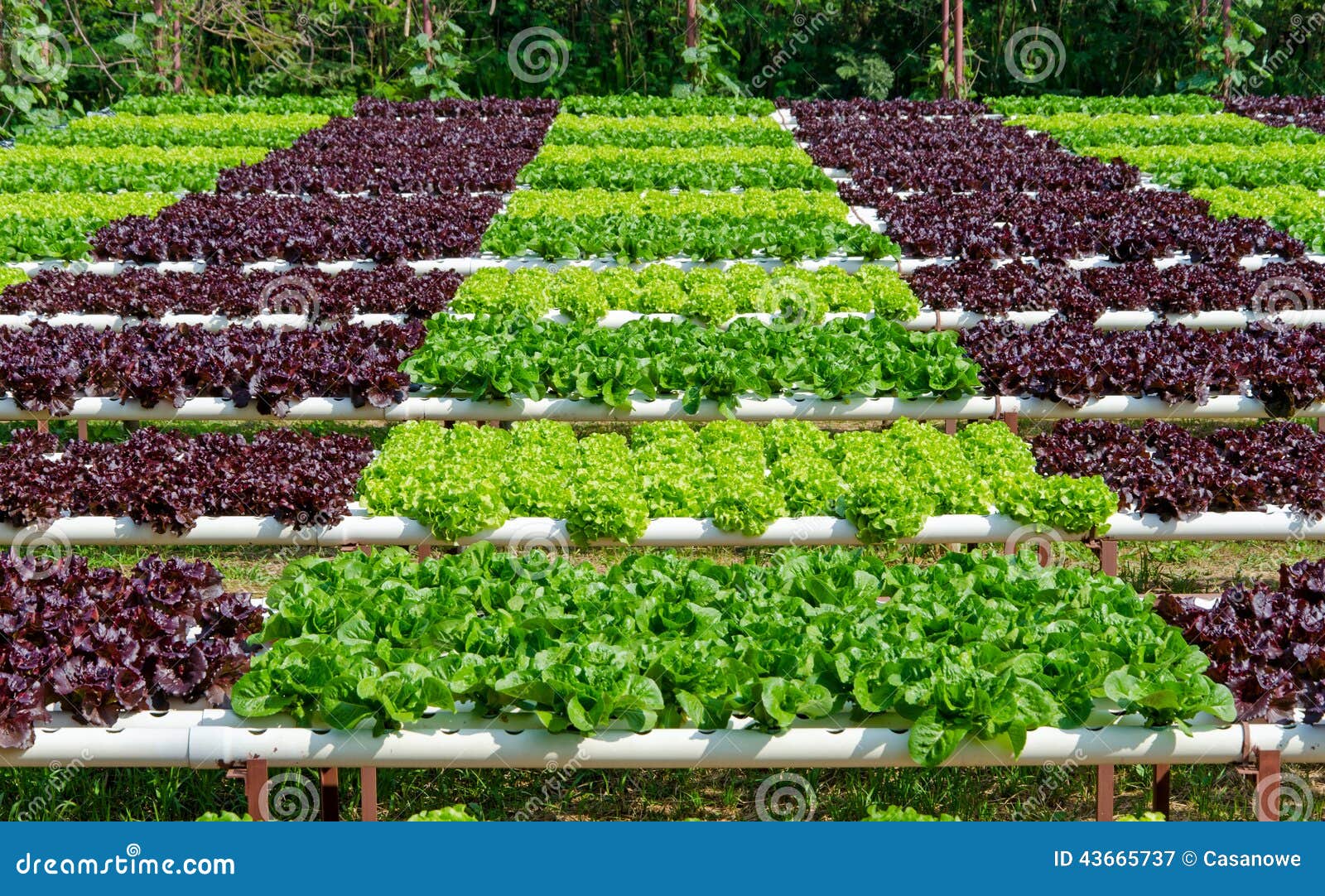 Organic Hydroponic Vegetable Cultivation Farm Stock Image - Image of ...