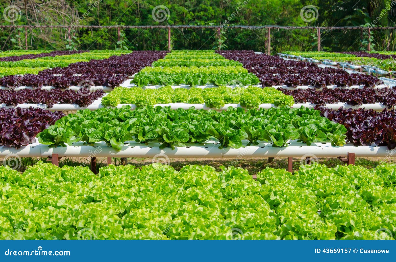 Organic Hydroponic Vegetable Cultivation Farm Stock Image - Image of ...