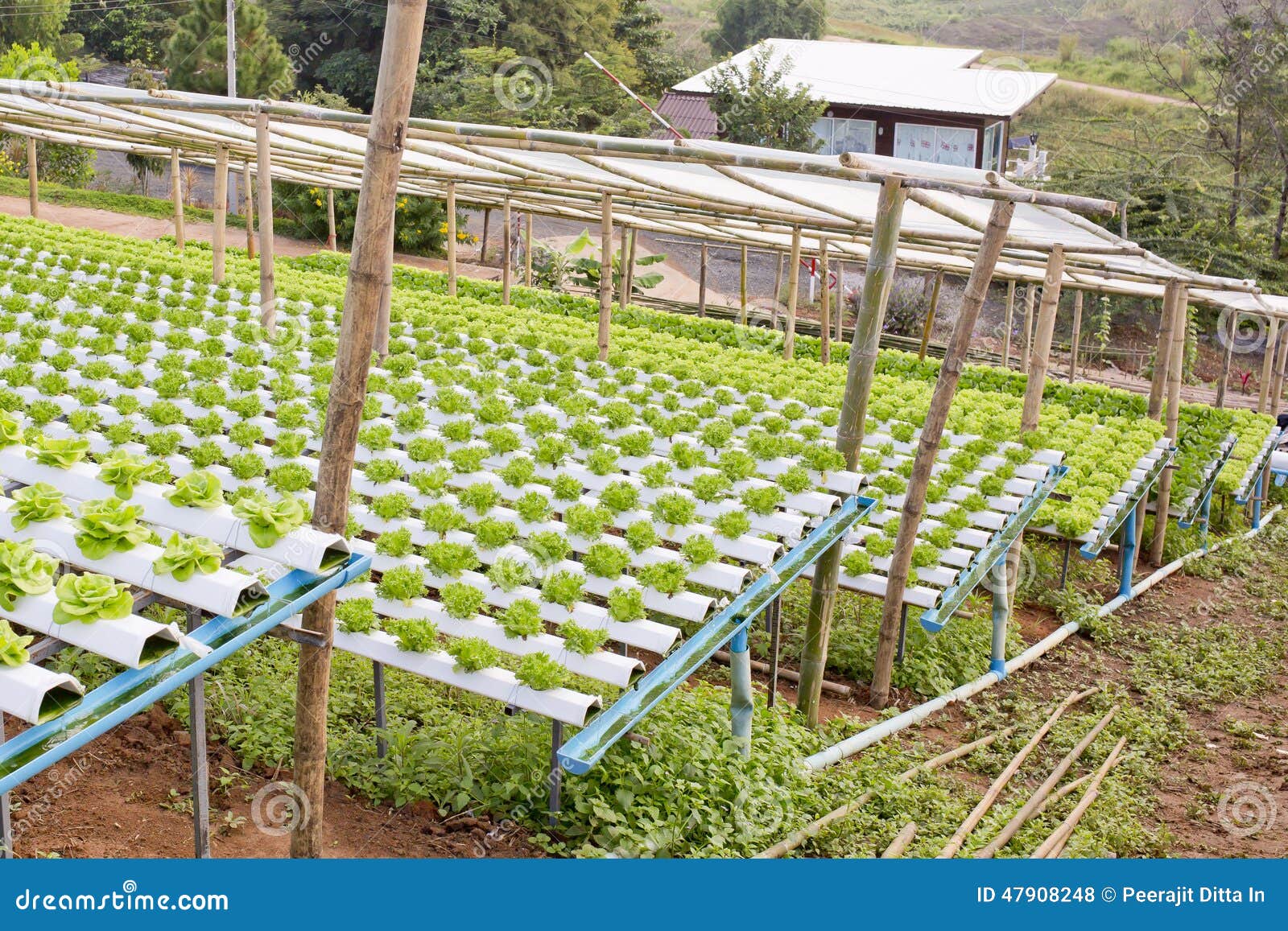 Organic Hydroponic Vegetable Cultivation Farm. Stock Photo - Image of ...