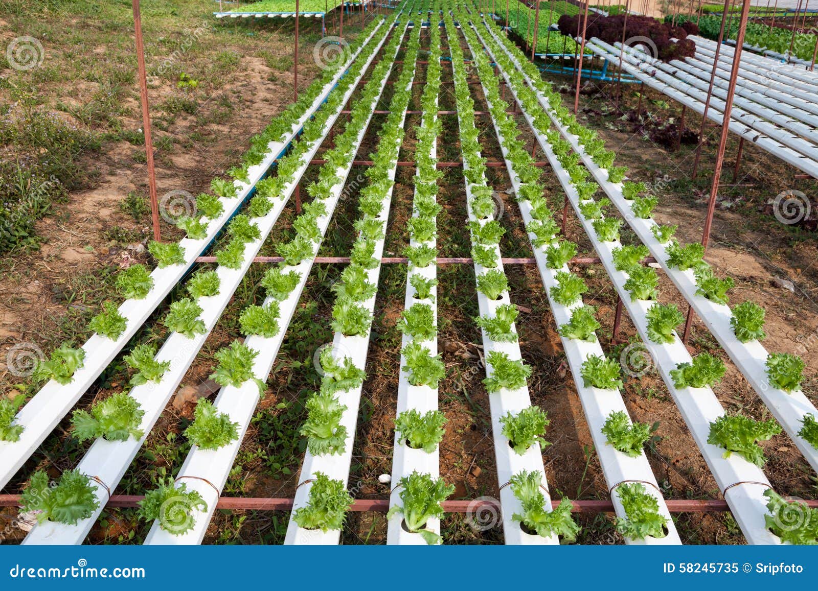 Organic Hydroponic Vegetable Garden Stock Image - Image of hydro ...