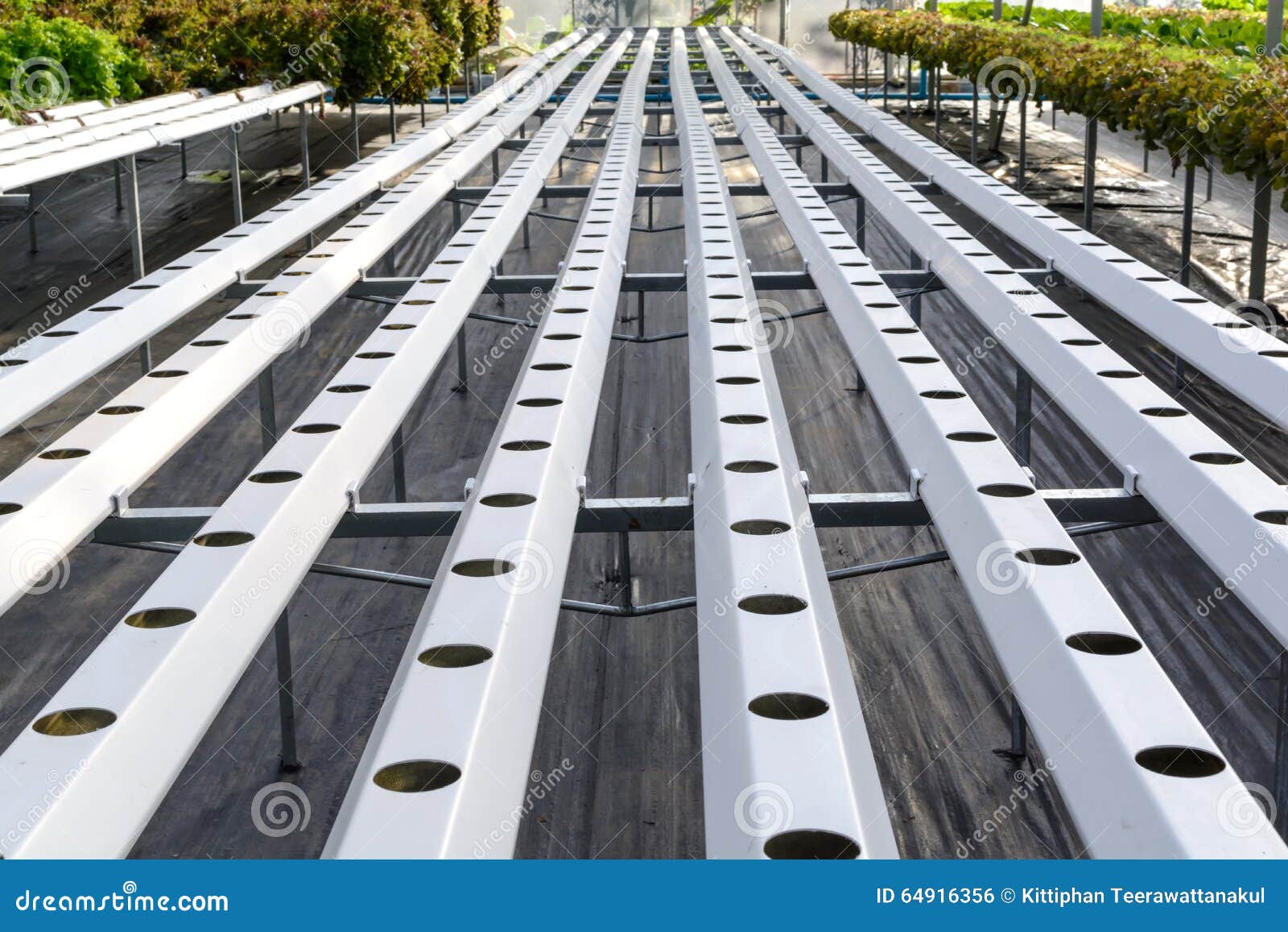 Organic Hydroponic Vegetables Plantation System in Hydroponics F Stock ...