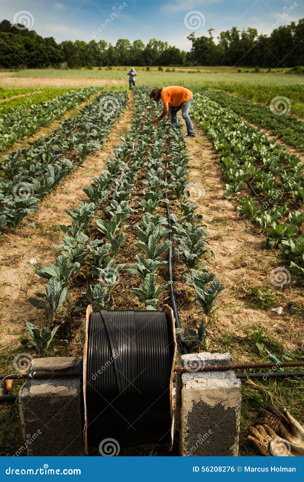 Organic Irrigation Farm Field Stock Photo - Image of growing, grow ...