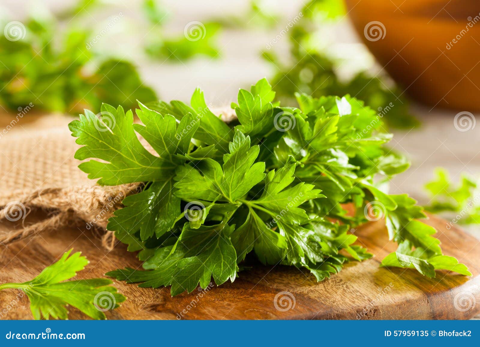 Organic Italian Flat Leaf Parsley Stock Image - Image of nature ...