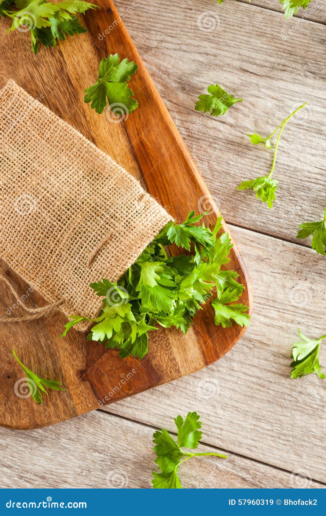 Organic Italian Flat Leaf Parsley Stock Image - Image of condiment ...
