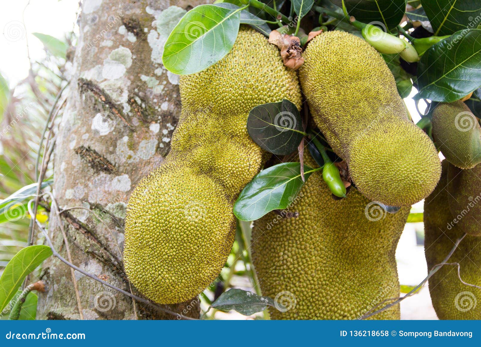 Jackfruit stock photo. Image of organic, tree, jackfruit - 136218658