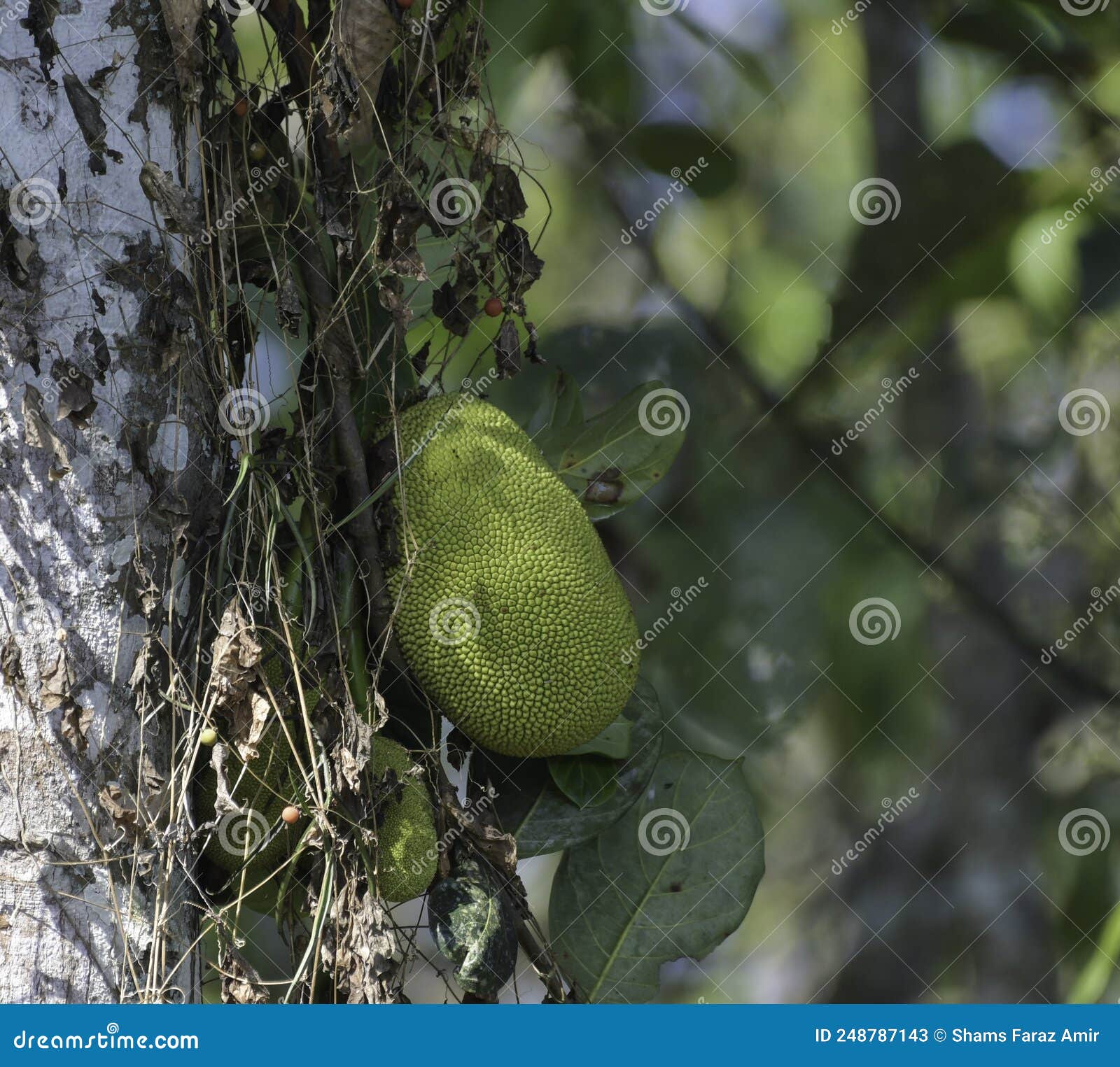 Jack Fruit Tree In Kerala