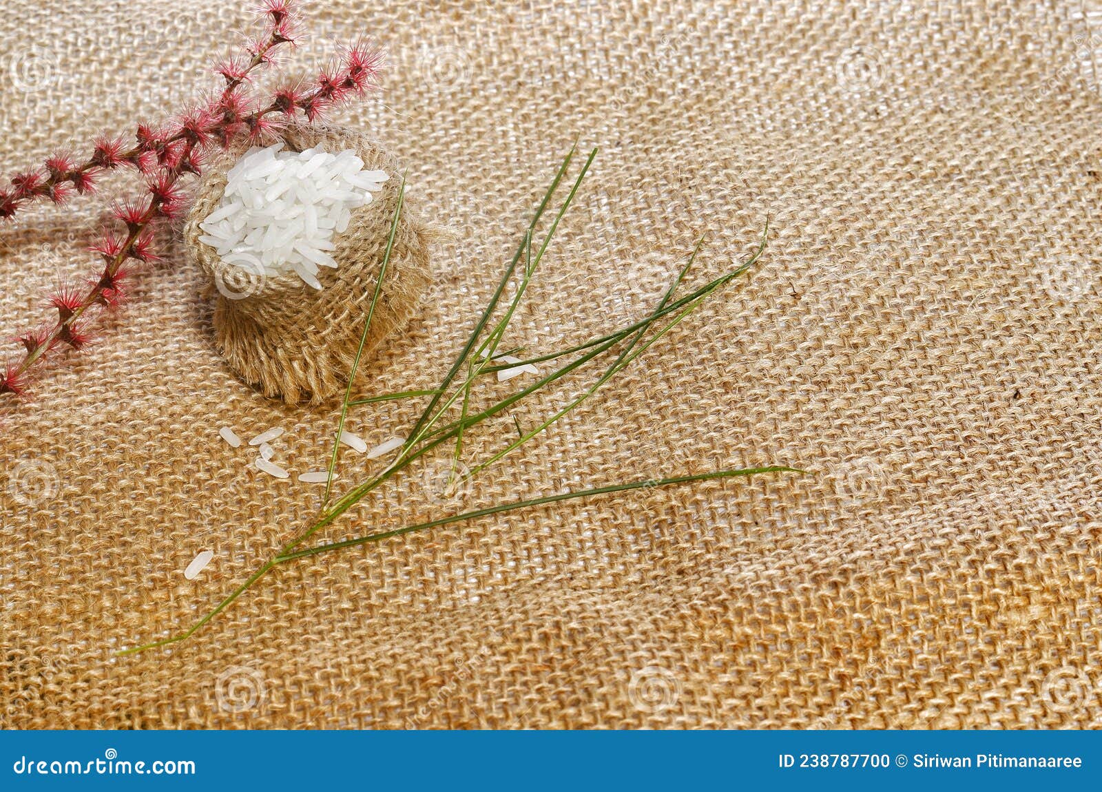 ORGANIC JASMINE RICE on Sack Cloth Stock Photo - Image of plant ...