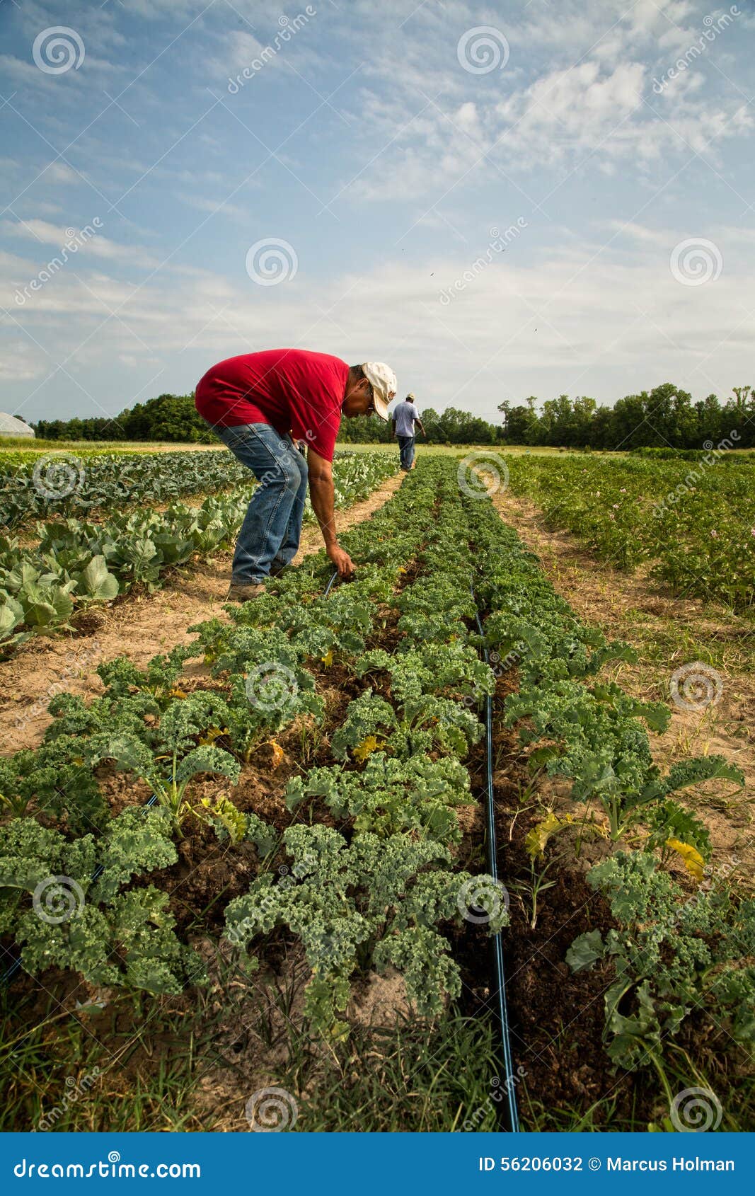 Organic kale field stock photo. Image of freshness, garden - 56206032