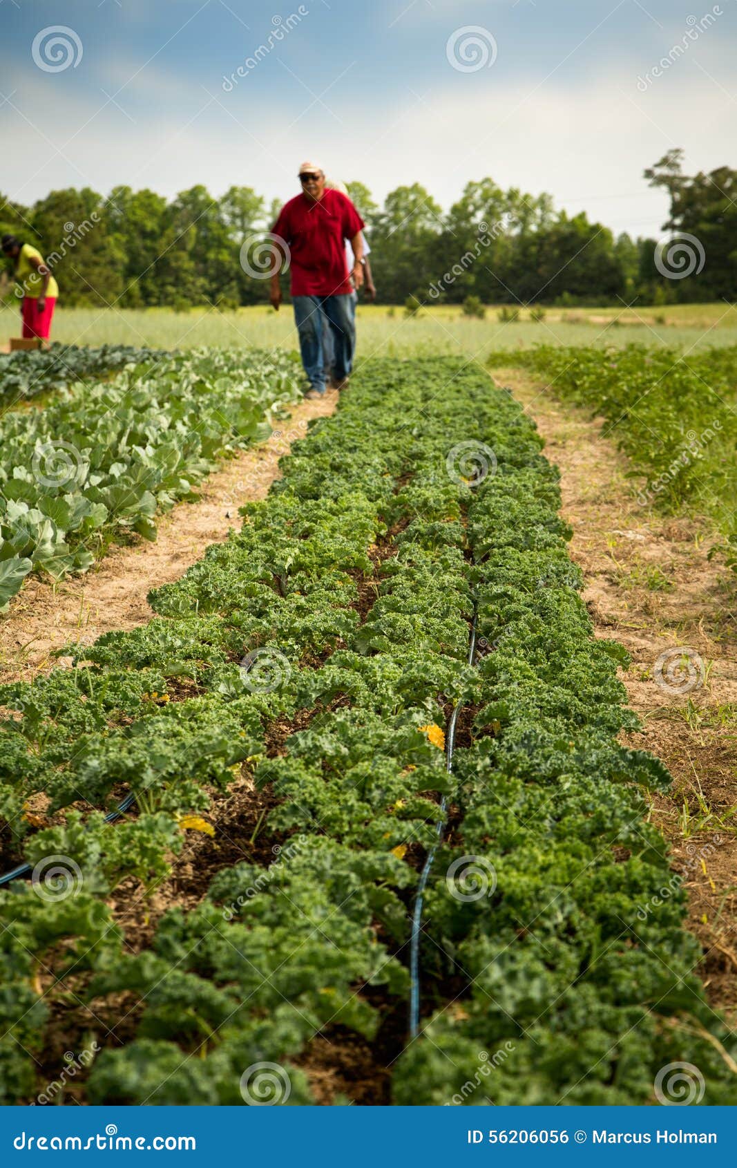 Organic kale field stock photo. Image of farming, grow - 56206056