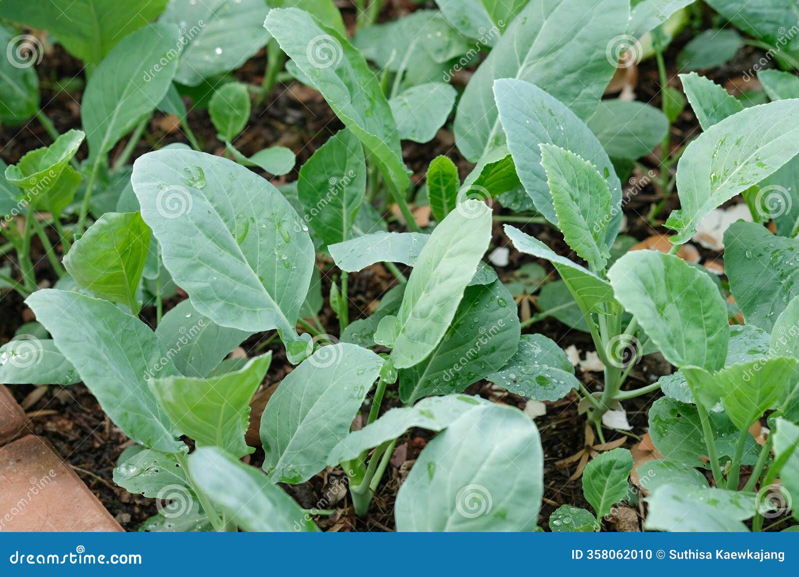 Vegetable Plot Stock Image | CartoonDealer.com #36064513
