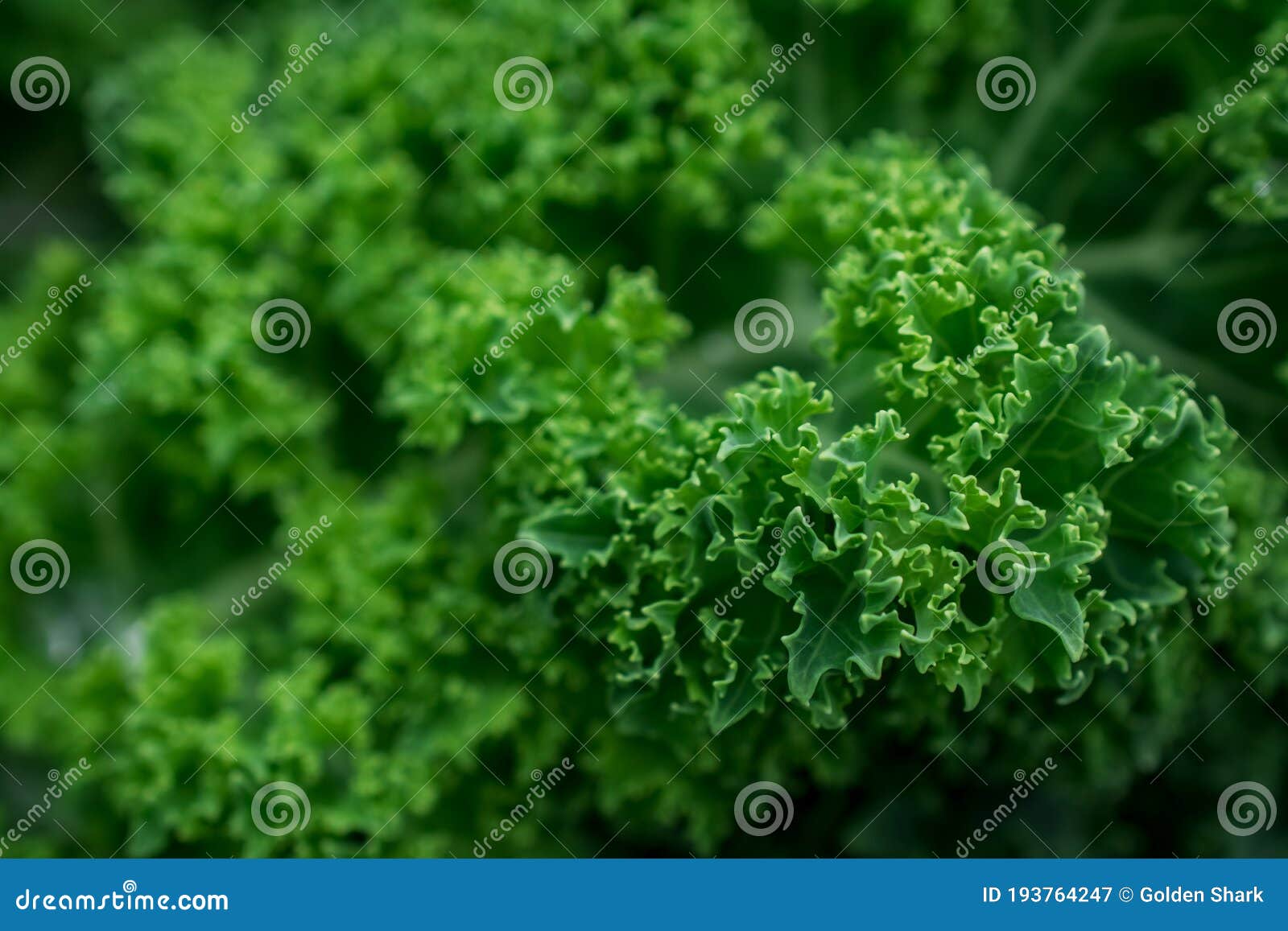 Organic Kale with Water Droplets in Closeup Stock Image - Image of diet ...