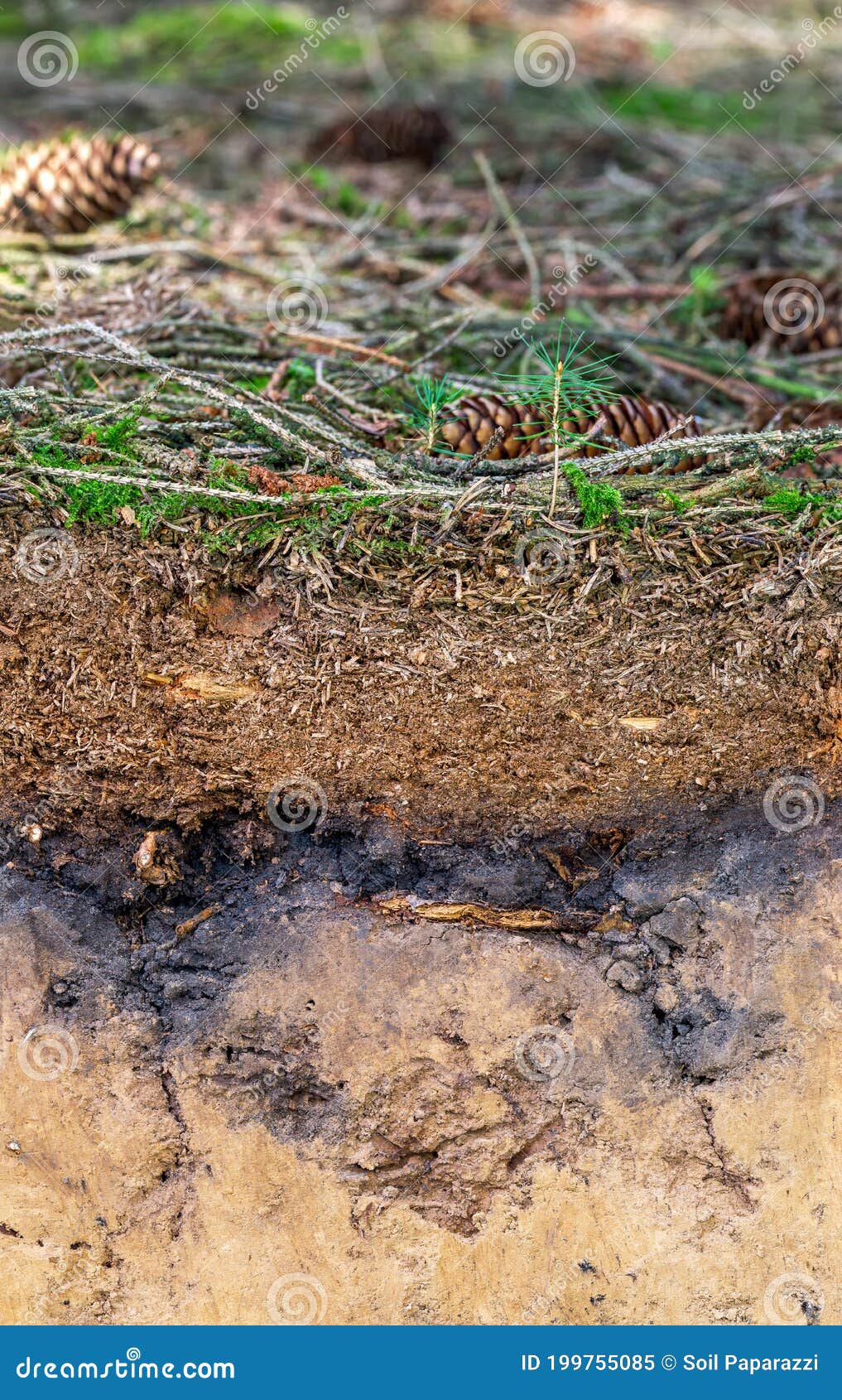 Organic Layer and Topsoil of a Luvisol Stock Image - Image of fire ...