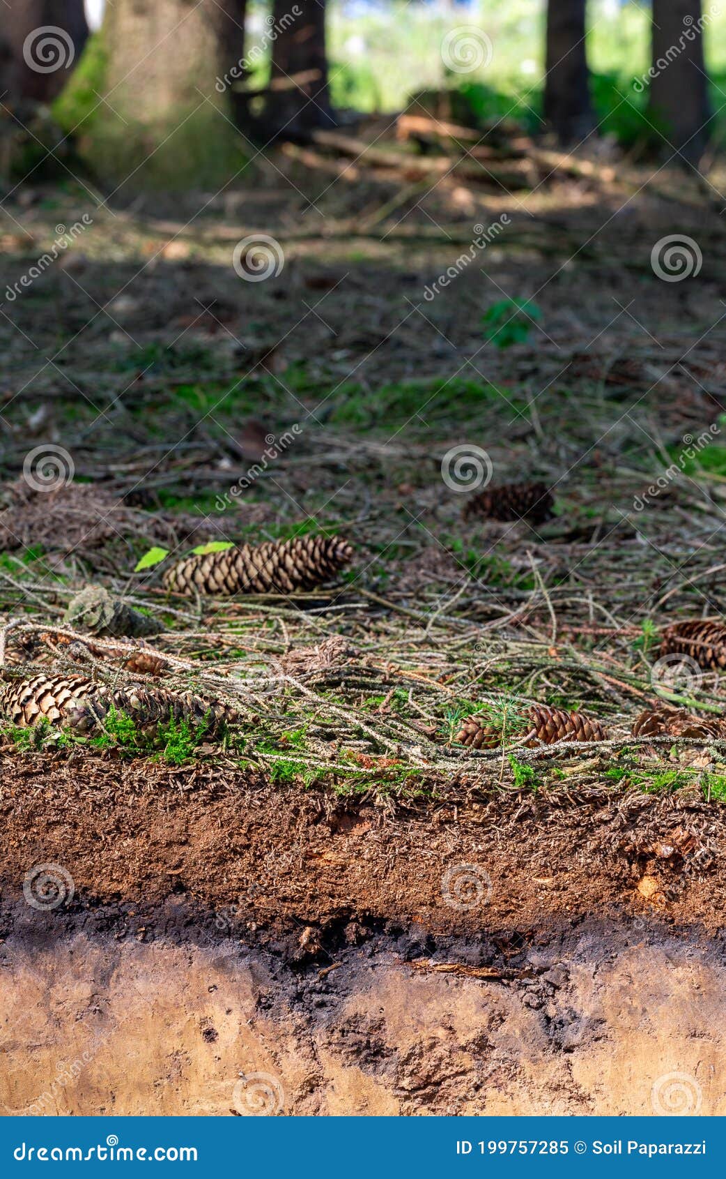 Organic Layer and Topsoil of a Luvisol Stock Image - Image of leaching ...