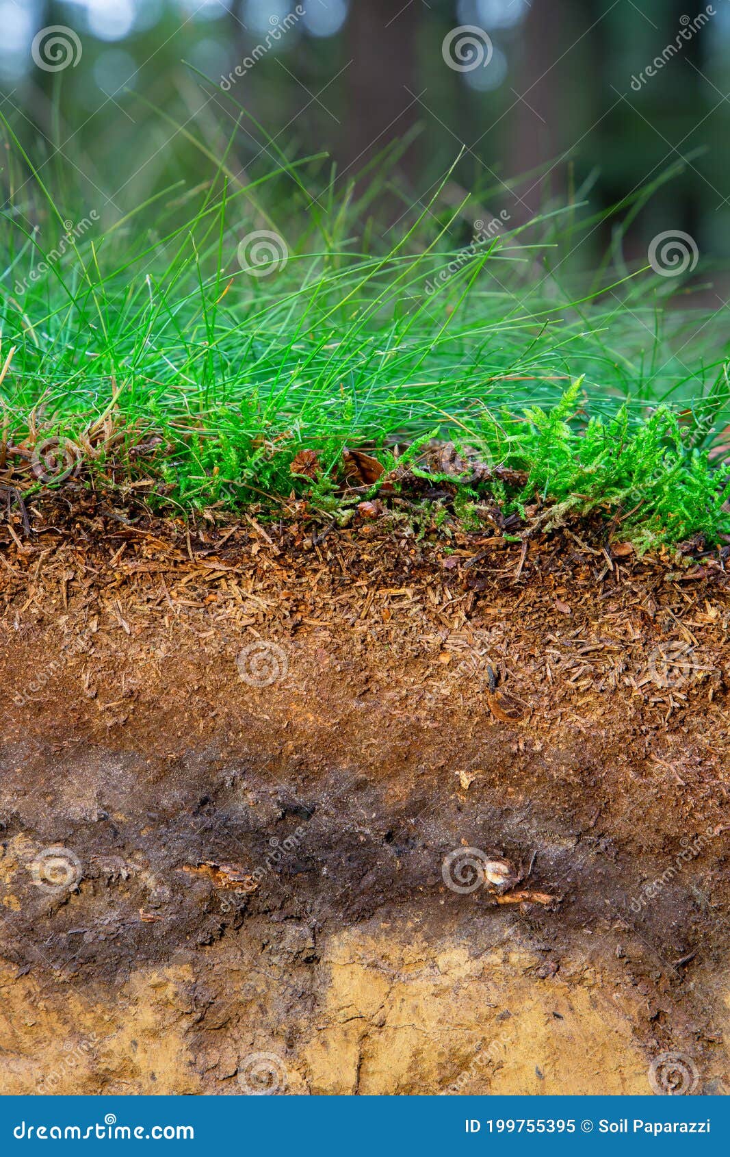 Organic Layer and Topsoil of a Vertisol Stock Image - Image of ...