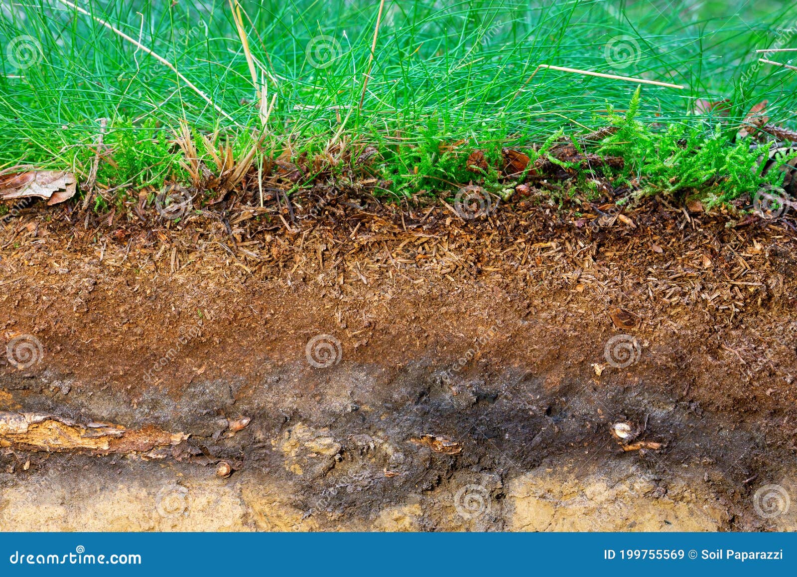 Organic Layer and Topsoil of a Vertisol Stock Image - Image of detritus ...