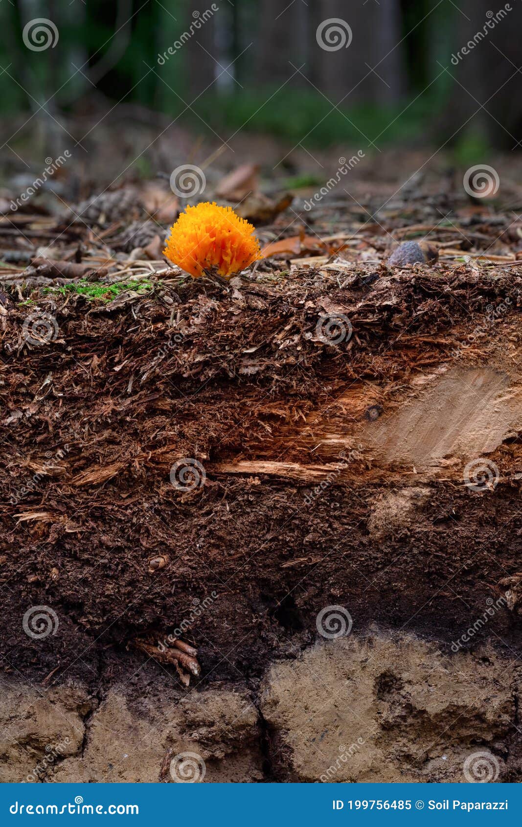 Organic Layer and Topsoil of a Vertisol Stock Image - Image of life ...