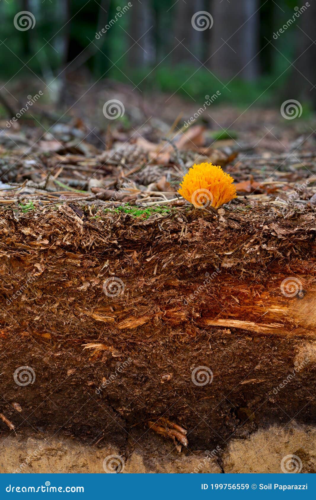 Organic Layer and Topsoil of a Vertisol Stock Image - Image of clay ...