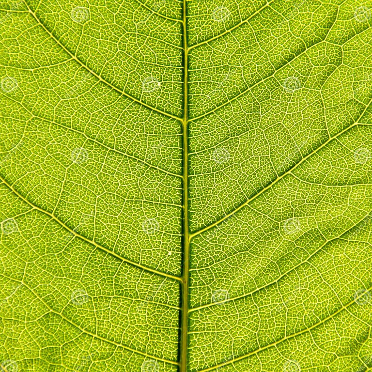 Organic leaf background stock image. Image of concepts - 6049961