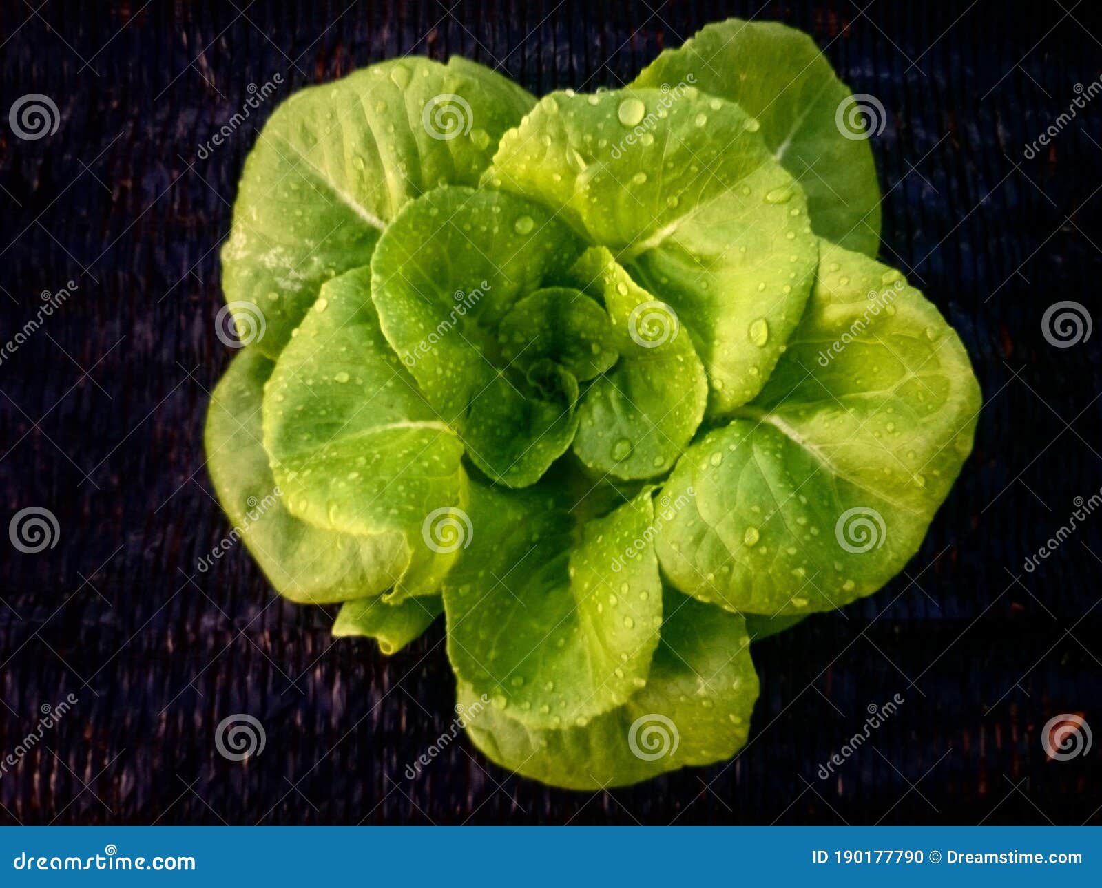 Organic Lectus stock photo. Image of soil, petal, lectus - 190177790