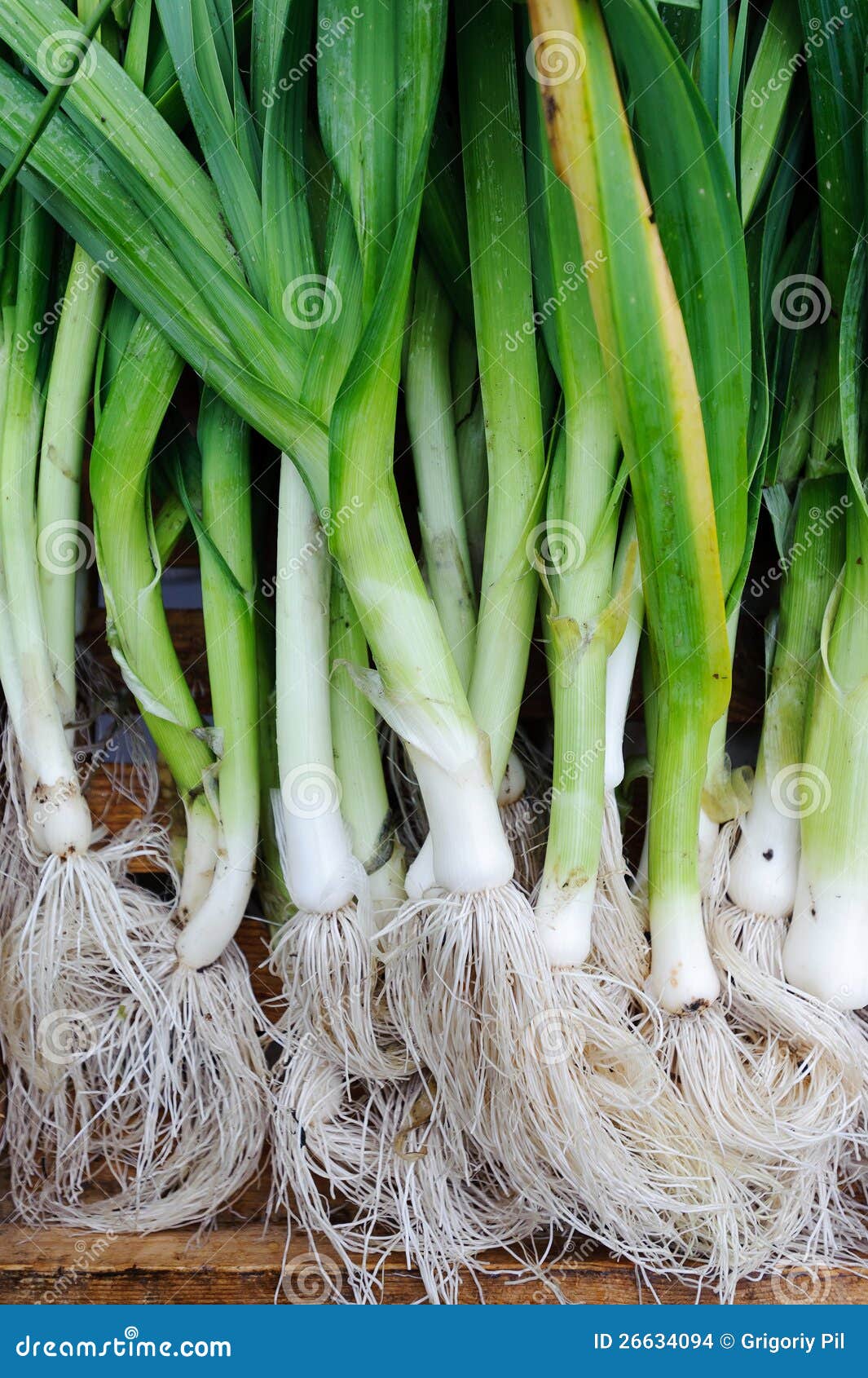 Organic leeks stock photo. Image of ingredient, local - 26634094