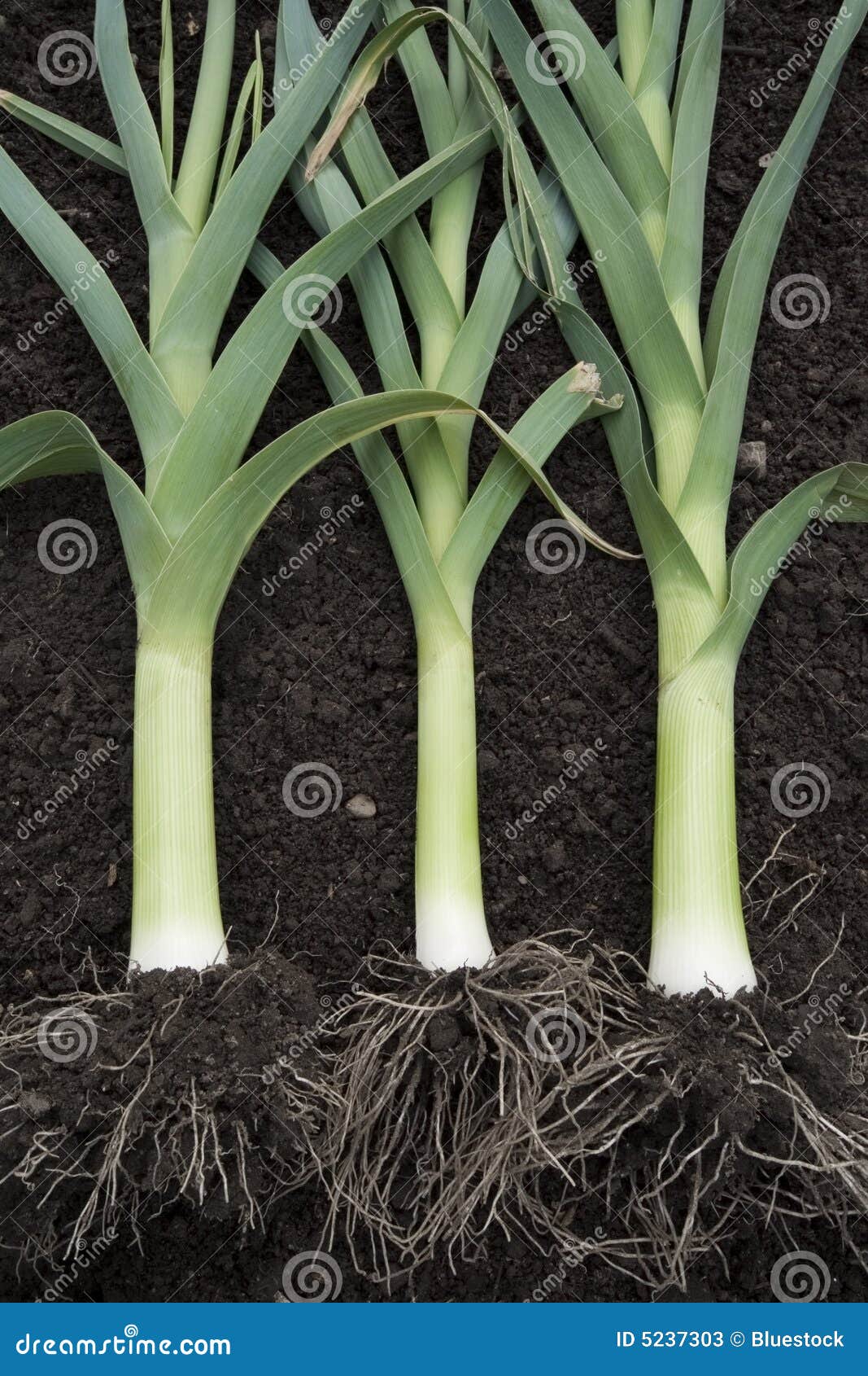 Organic leeks stock image. Image of leeks, cultivation - 5237303