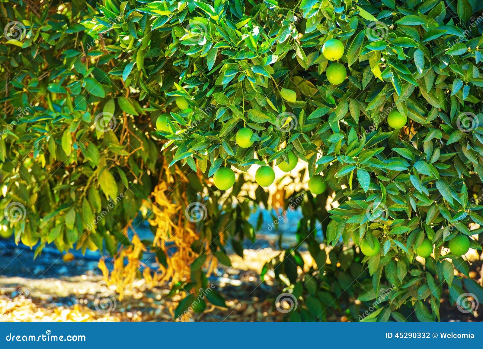 Organic Lemon Tree stock photo. Image of gardening, horizontal - 45290332