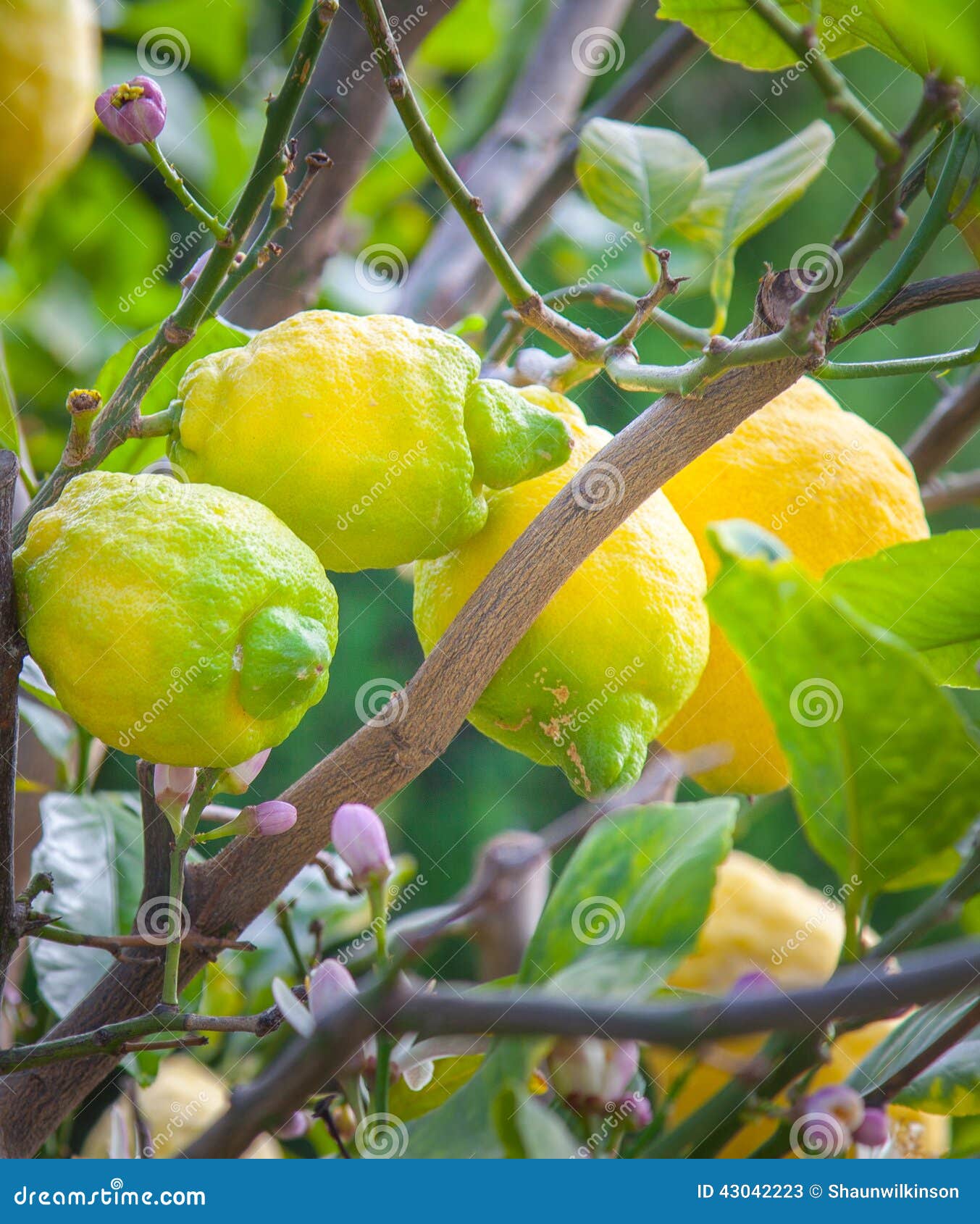 Organic Lemons stock image. Image of produce, vegetarian - 43042223