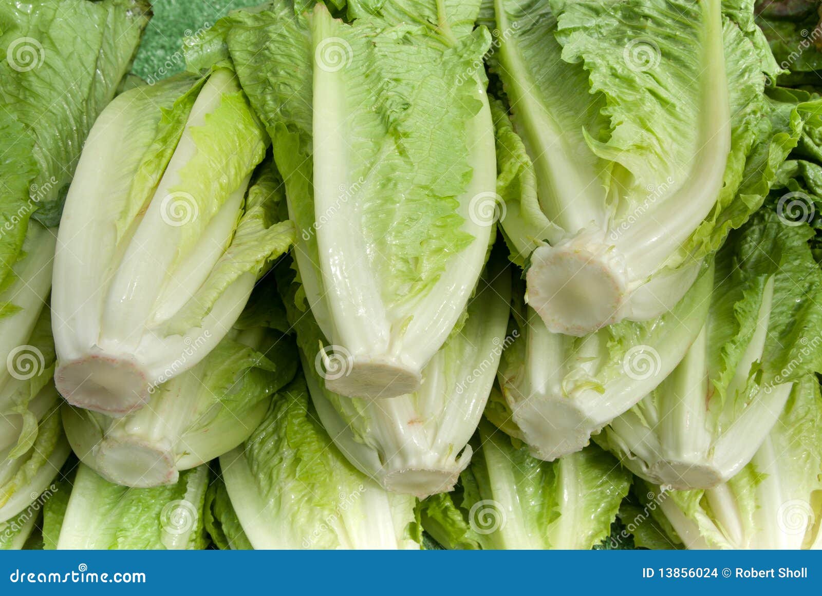 Organic Lettuce stock photo. Image of lettuce, farmer - 13856024