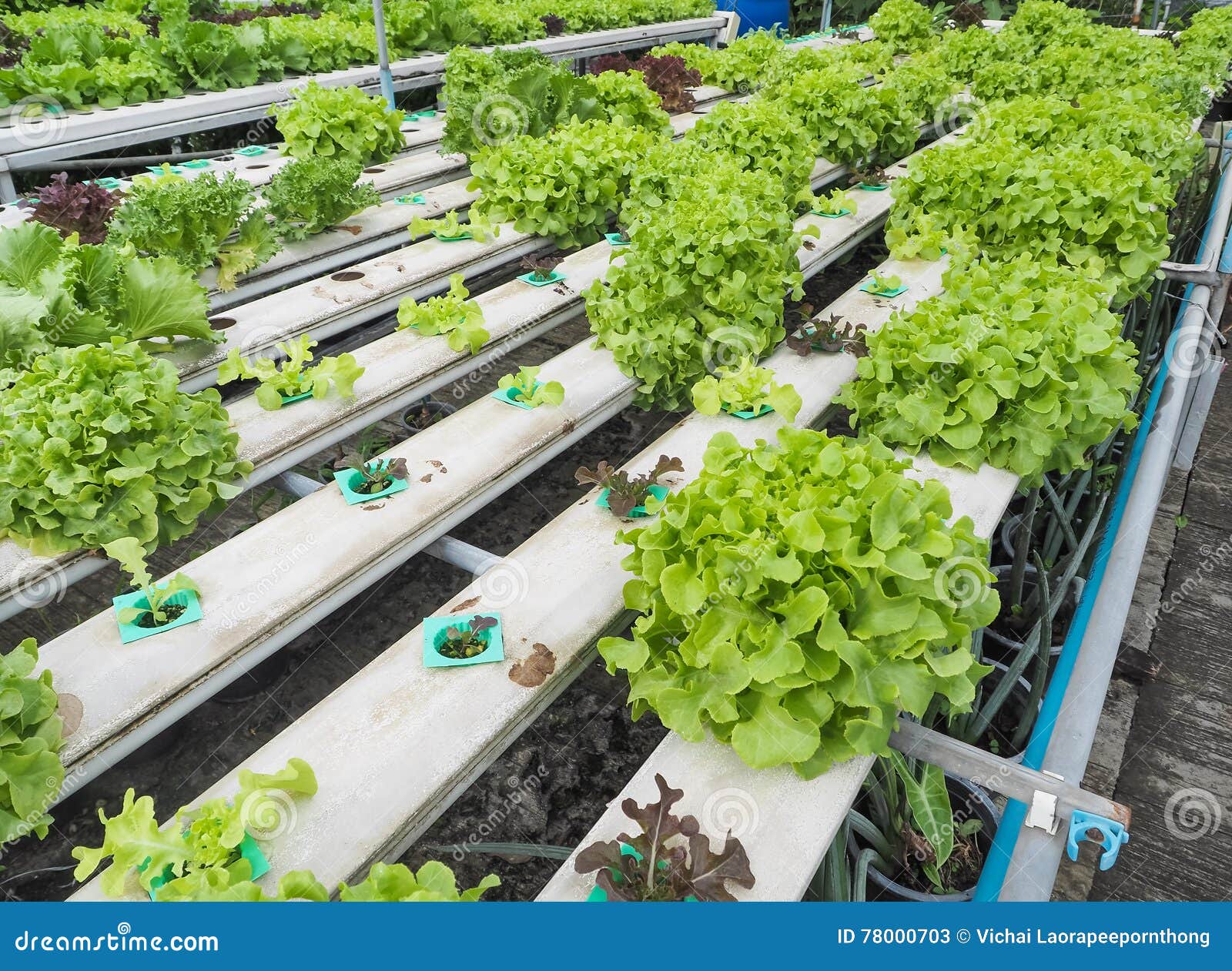 Organic Lettuce at Hydroponic Farm Stock Image - Image of water ...