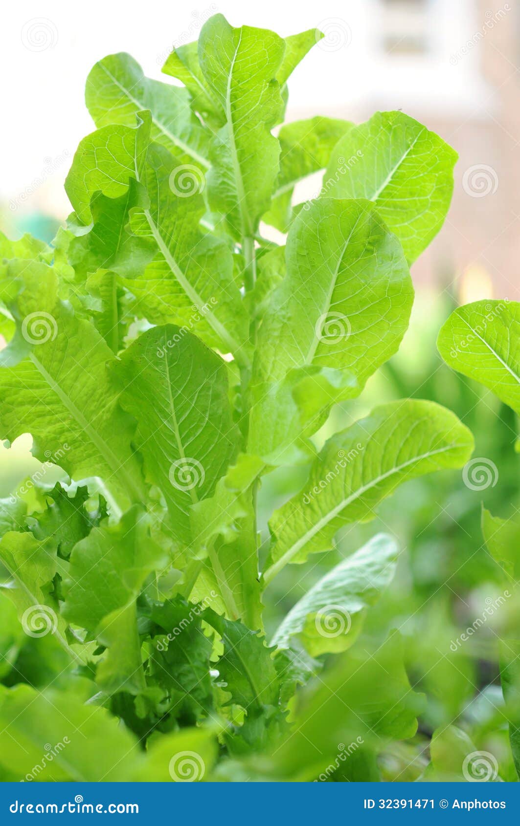 Organic lettuce trees stock image. Image of diet, garden - 32391471