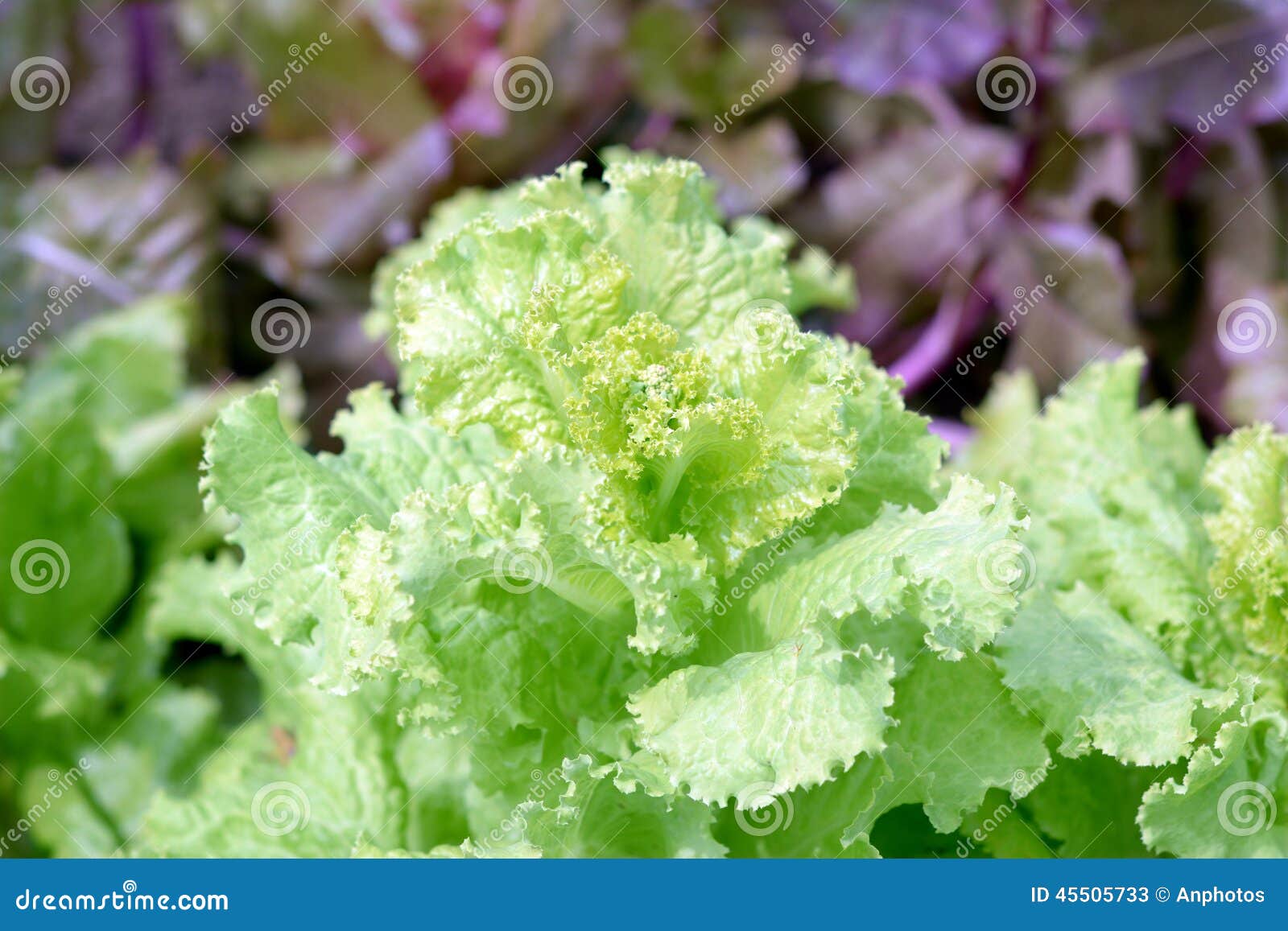 Organic lettuce trees stock image. Image of background - 45505733