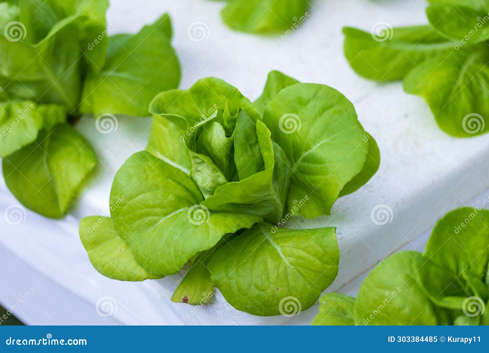 Lettuce Organic Vegetable Plots Lettuce Grown in Styrofoam Boxes Stock ...