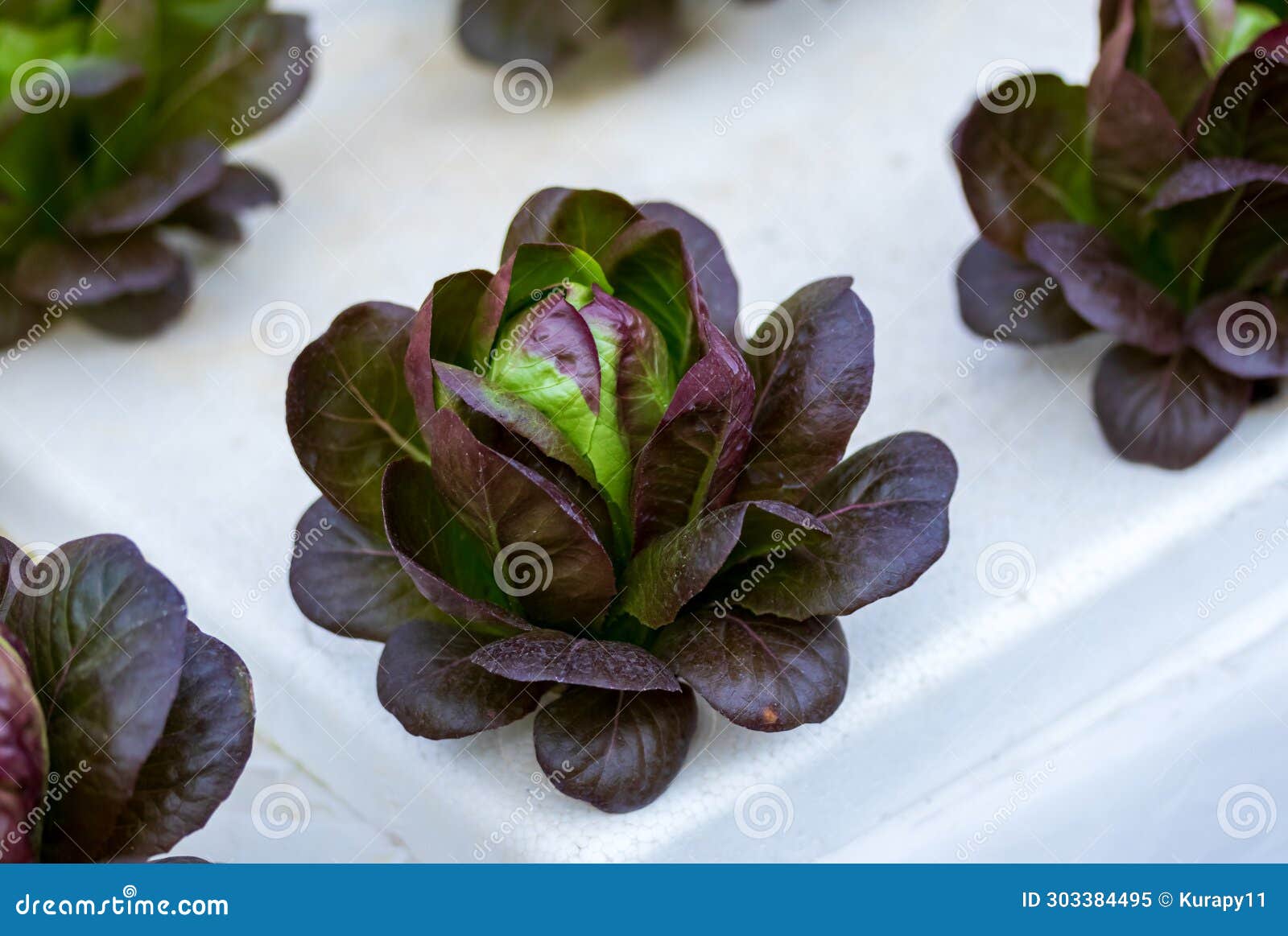Lettuce Organic Vegetable Plots Lettuce Grown in Styrofoam Boxes Stock ...