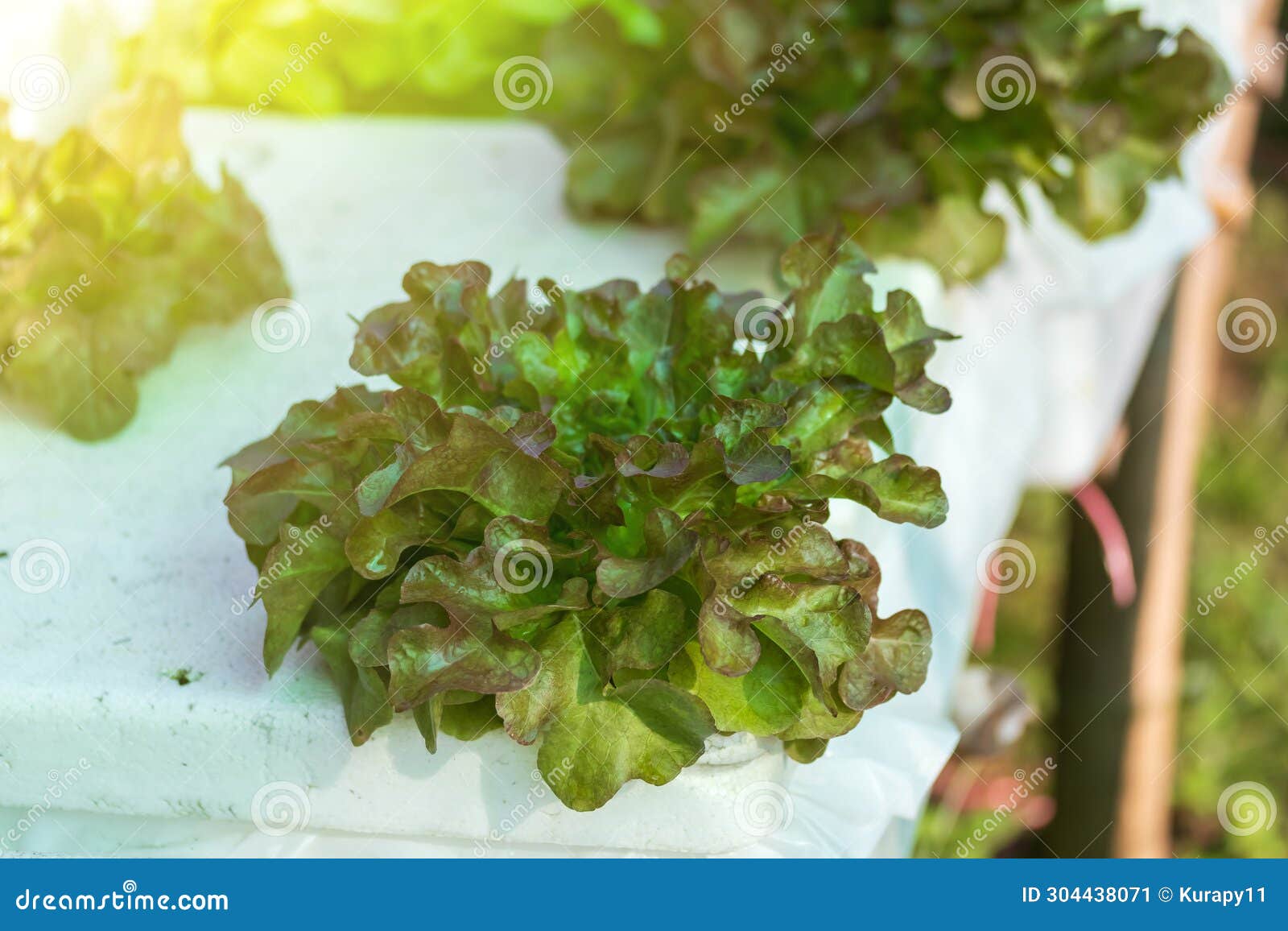 Lettuce Organic Vegetable Plots Lettuce Grown in Styrofoam Boxes Stock ...
