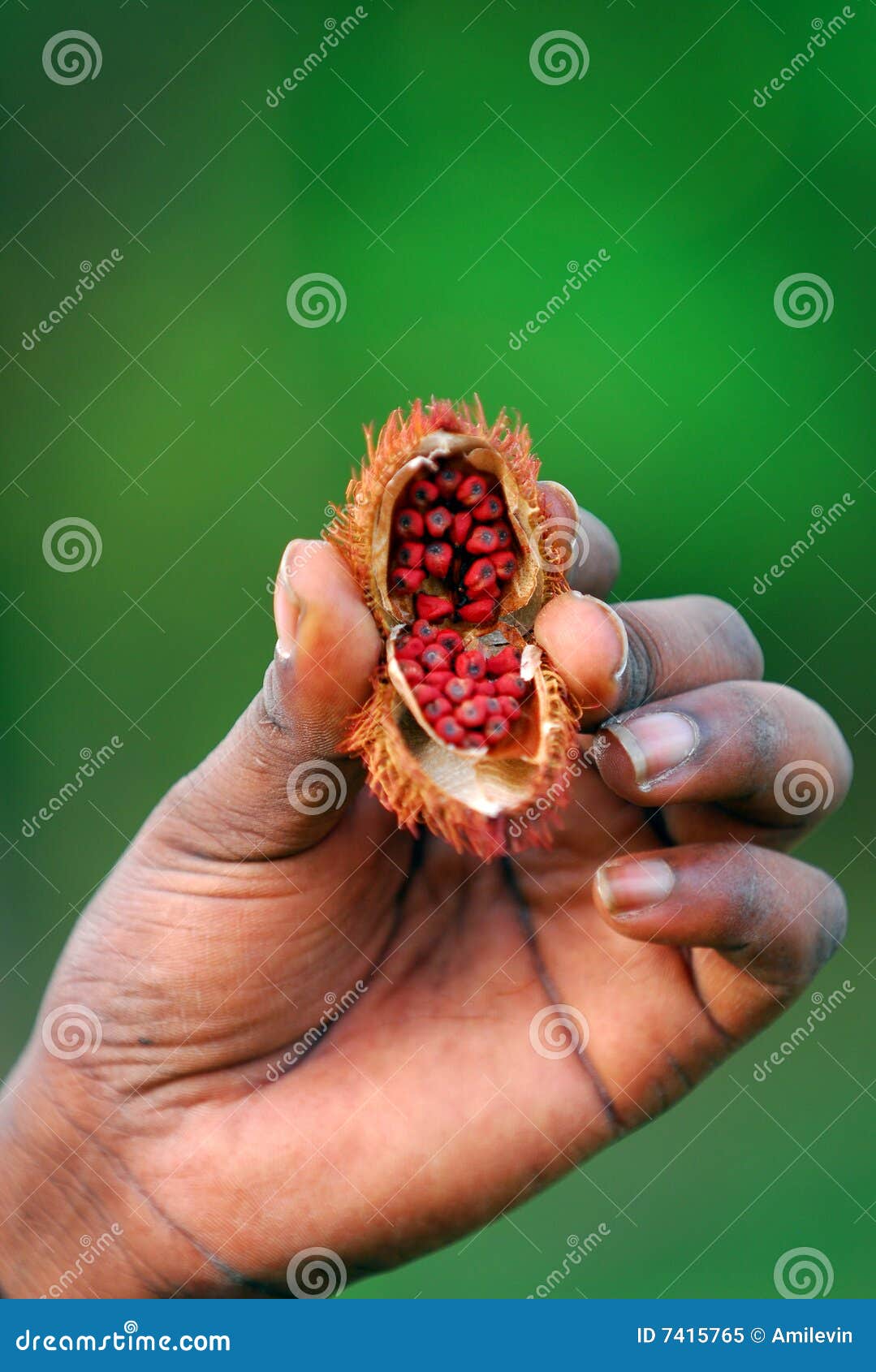 Organic lipstick stock image. Image of africa, wide, primitive - 7415765